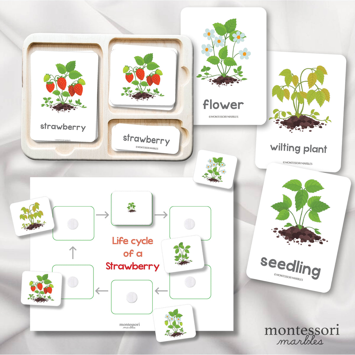 Strawberry Life Cycle | Montessori Printable Activity Resources ...