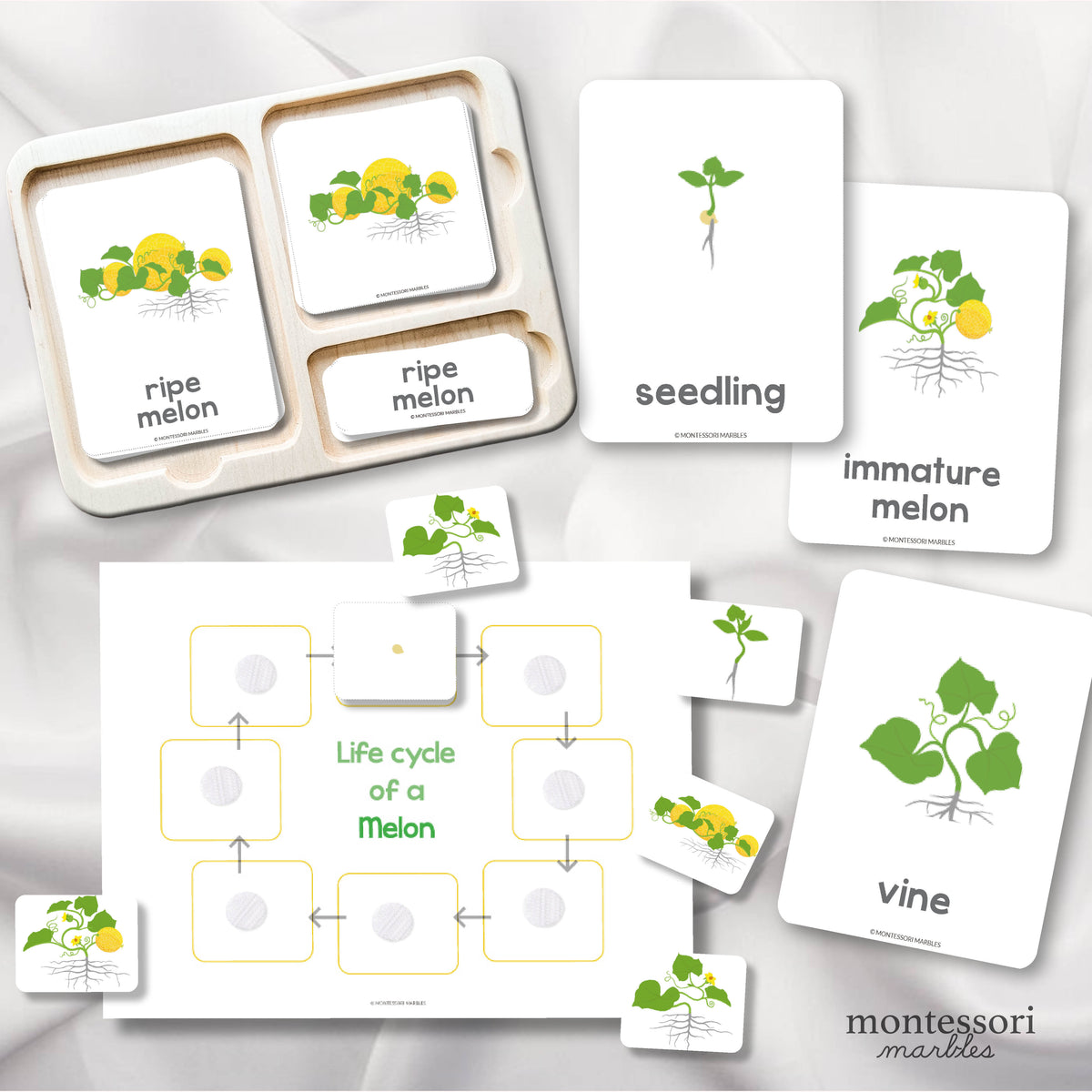 Melon Life Cycle – Montessori Marbles