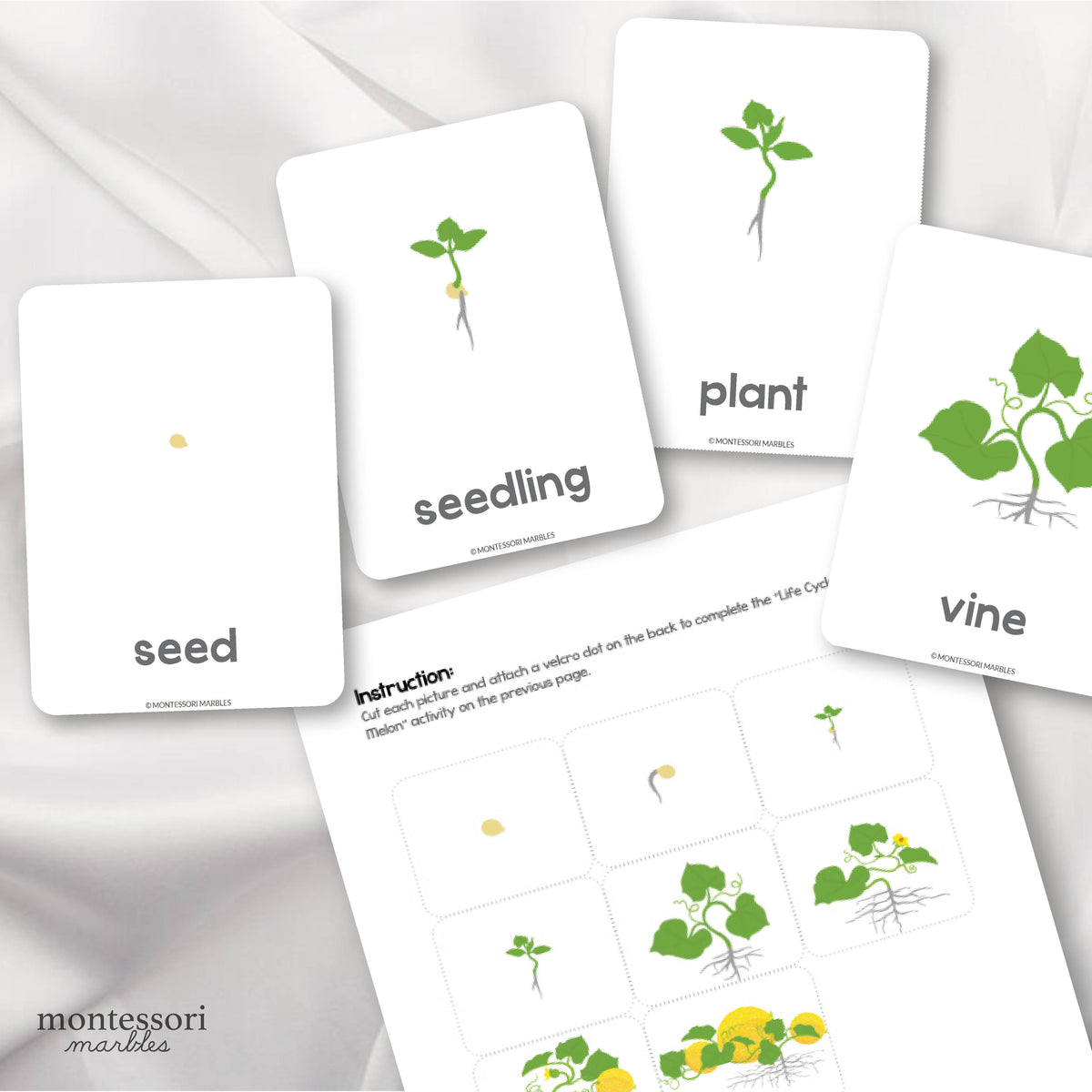 Melon Life Cycle – Montessori Marbles