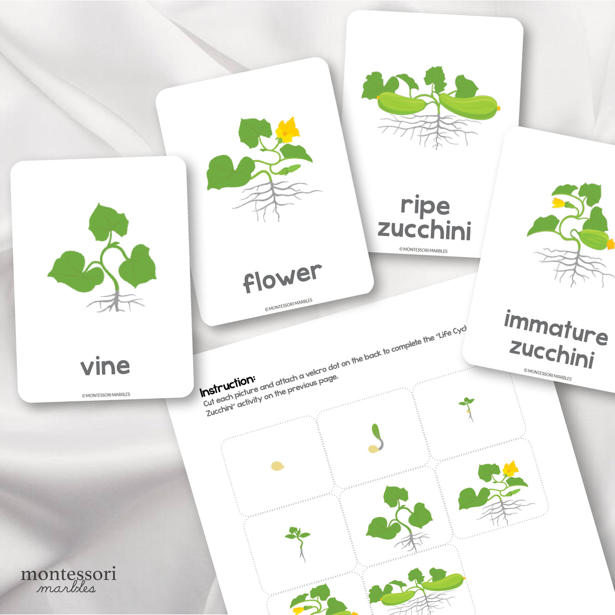 Zucchini Life Cycle – Montessori Marbles