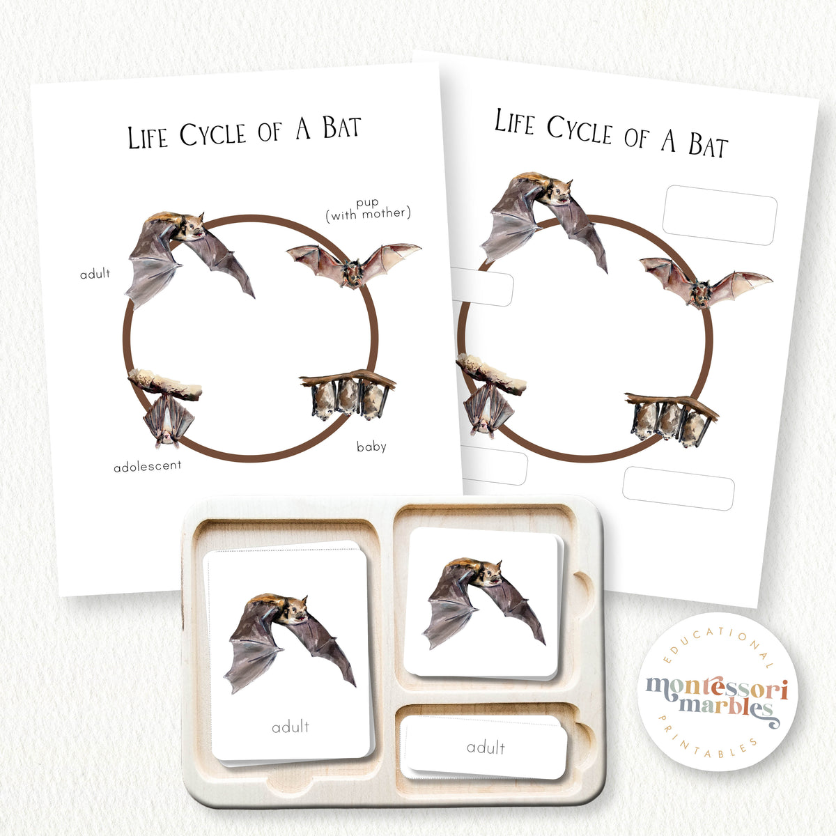 Bats Life Cycle – Montessori Marbles