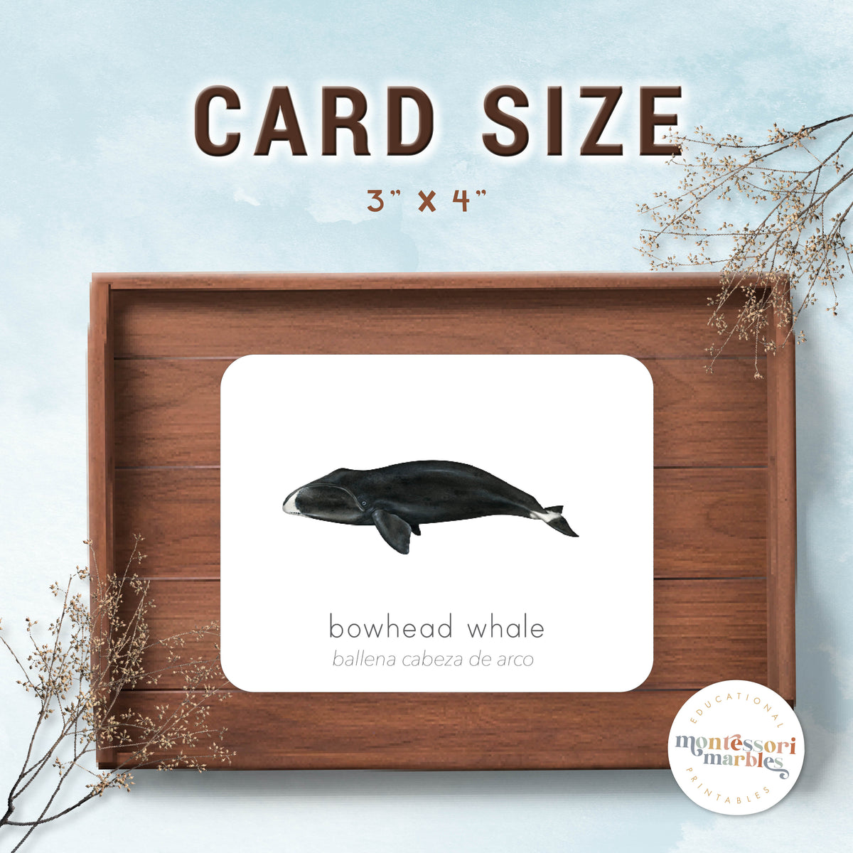 Whales Flash Cards | English & Spanish – Montessori Marbles