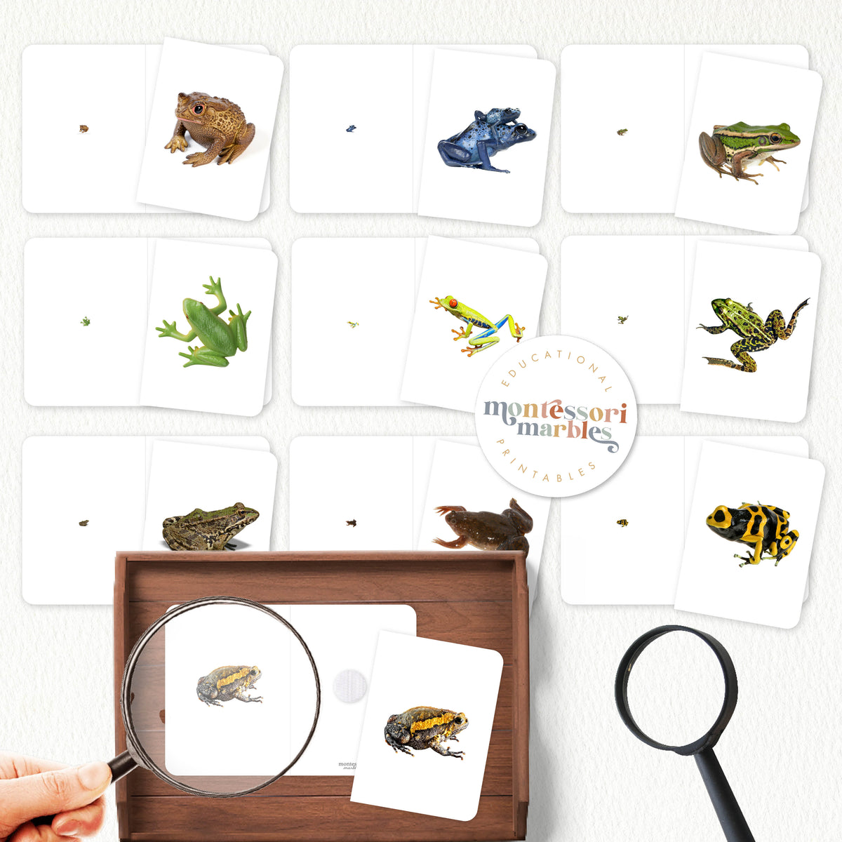 Frogs Magni-Match – Montessori Marbles