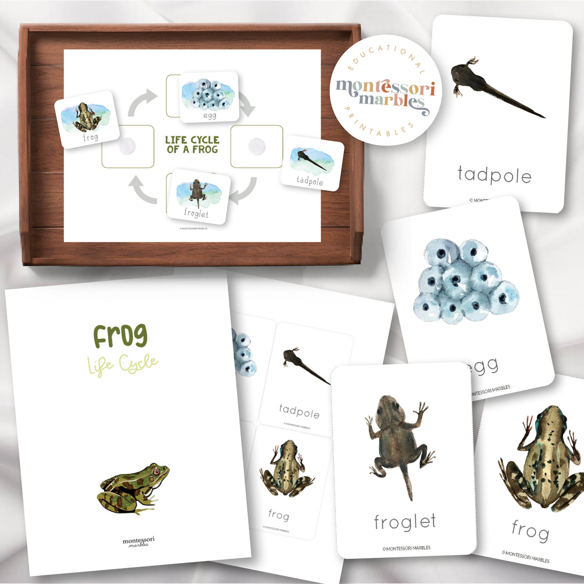 Frogs Life Cycle | Montessori Inspired Printable Resources – Montessori ...