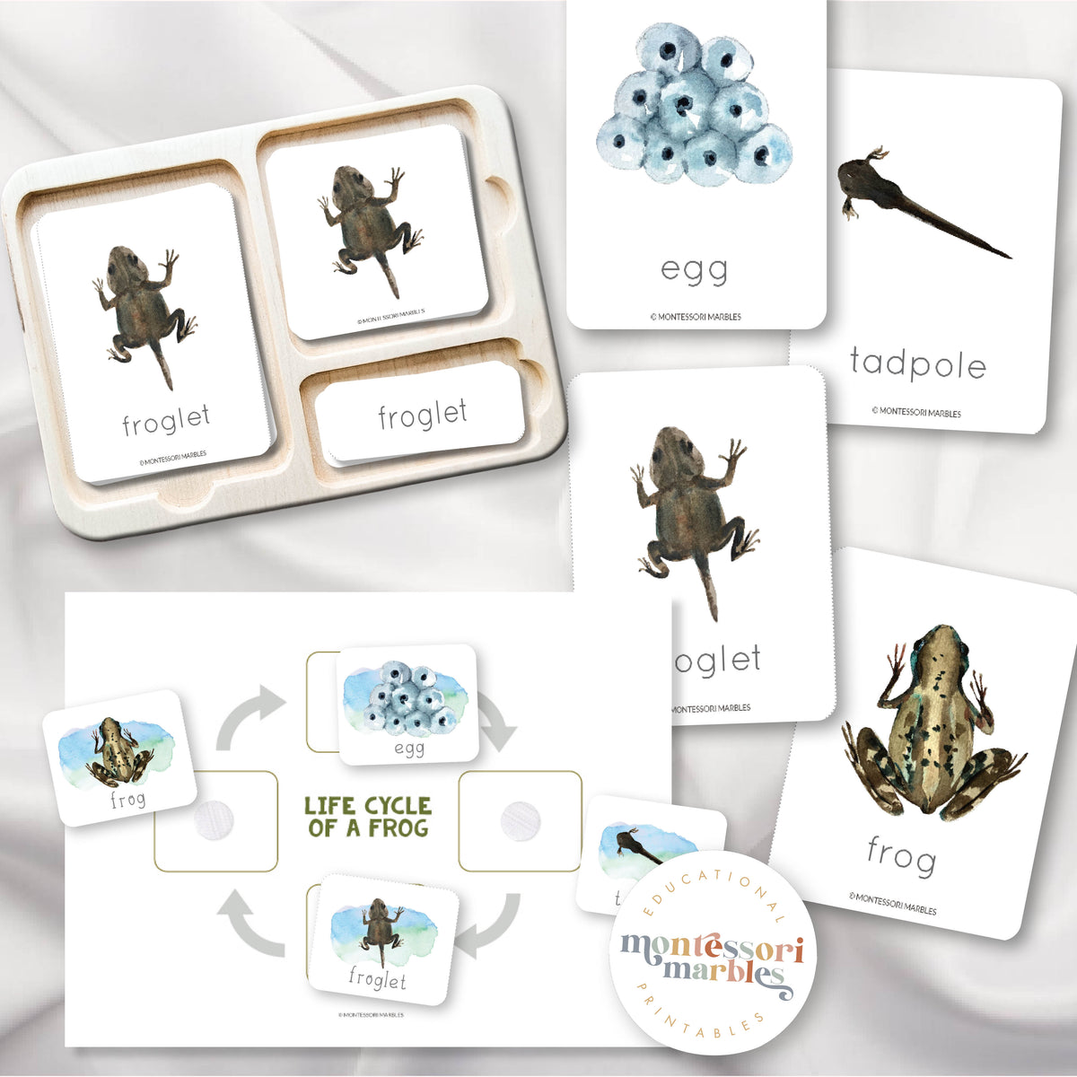 Frogs Life Cycle | Montessori Inspired Printable Resources – Montessori ...