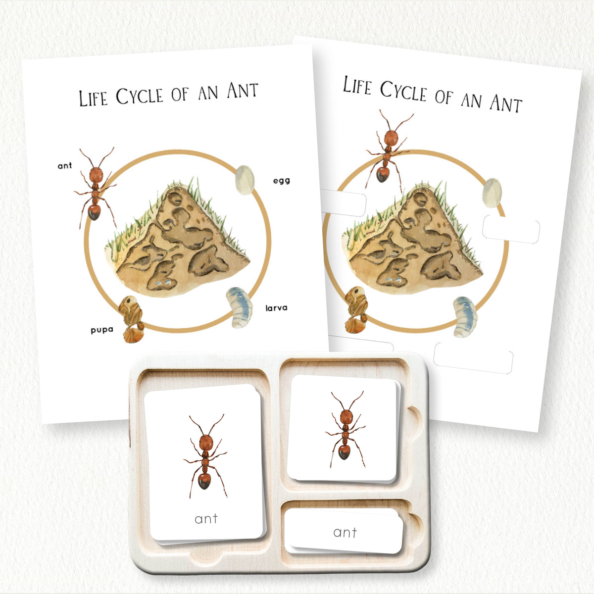 Ant Life Cycle – Montessori Marbles