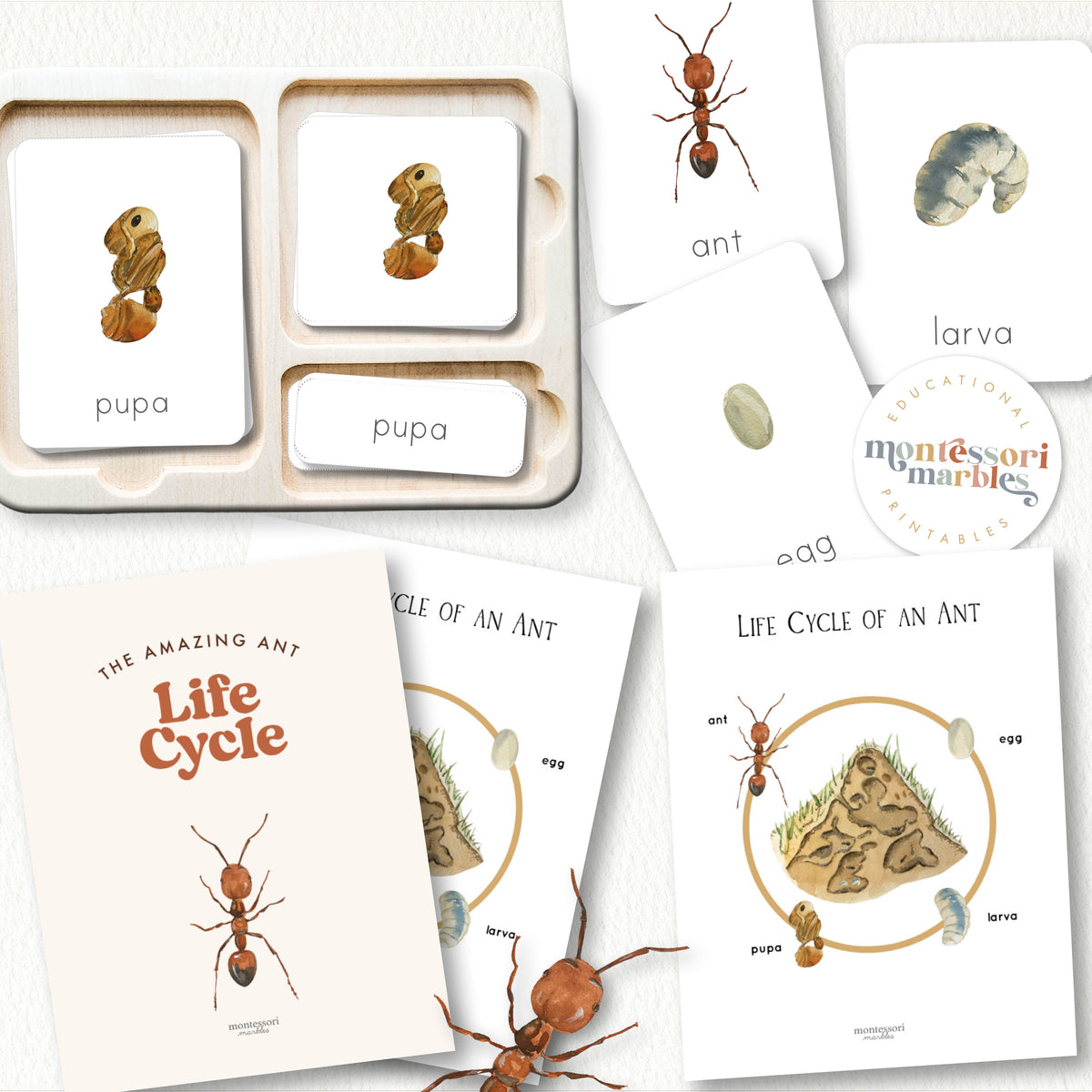 Ant Life Cycle – Montessori Marbles
