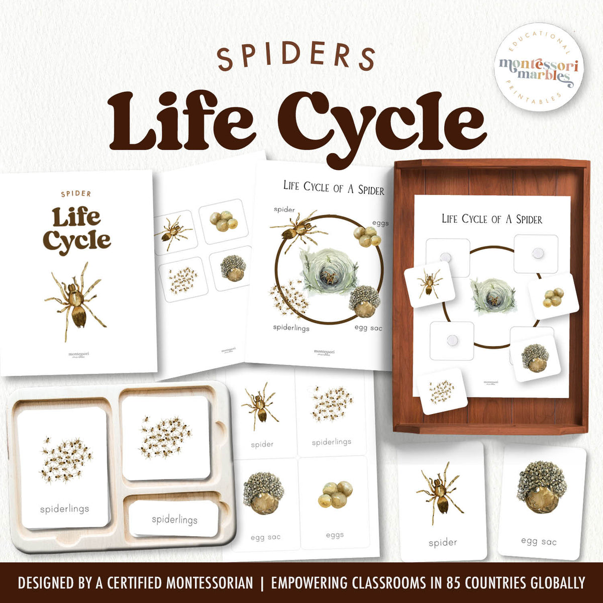 Spider Life Cycle | Montessori Inspired Resources – Montessori Marbles