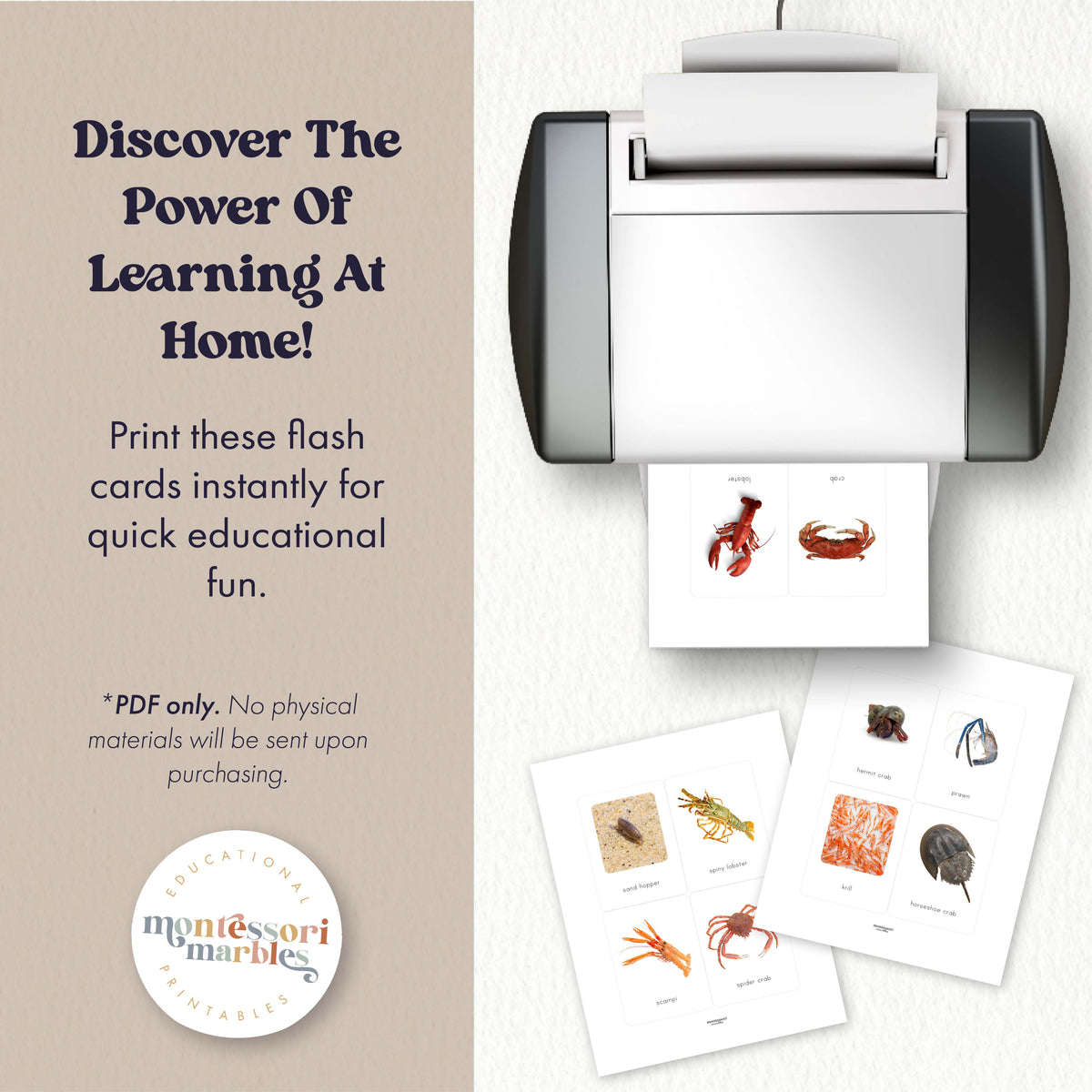 Types of Owls Flash Cards | Montessori Inspired Printable Resources ...