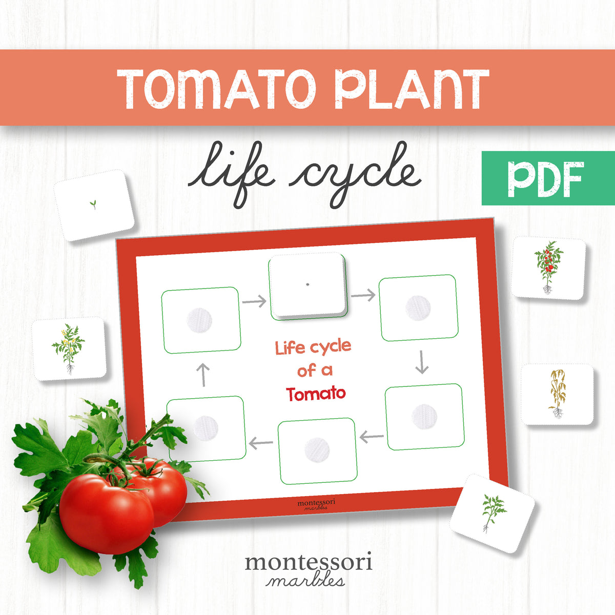 Tomato Life Cycle | Montessori Inspired Learning Materials – Montessori ...