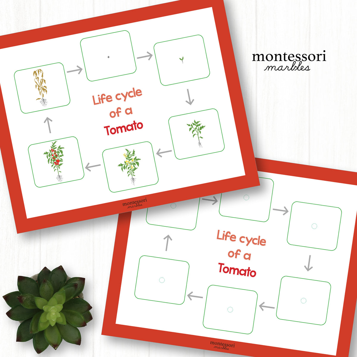 Tomato Life Cycle | Montessori Inspired Learning Materials – Montessori ...