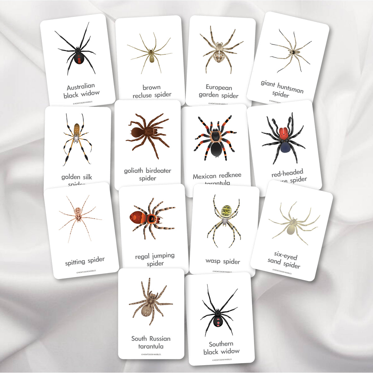 Spider Flash Cards – Montessori Marbles