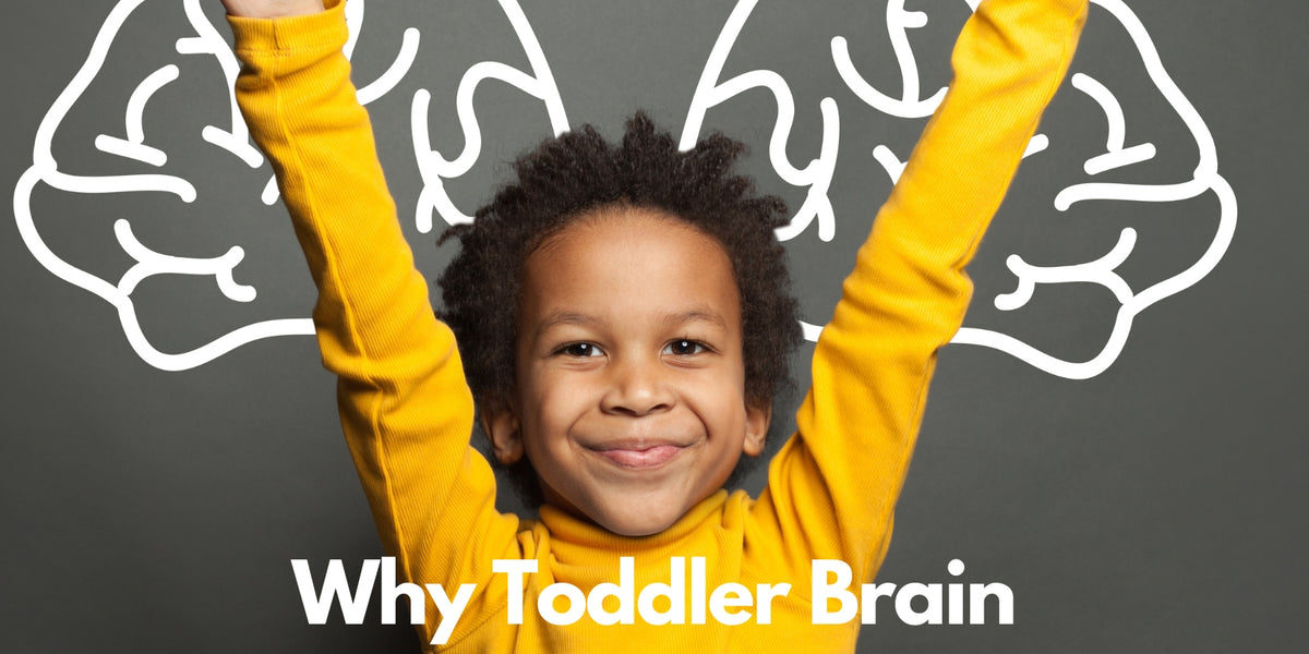 Why Toddler Brain Development Is Fascinating — Montessori Marbles