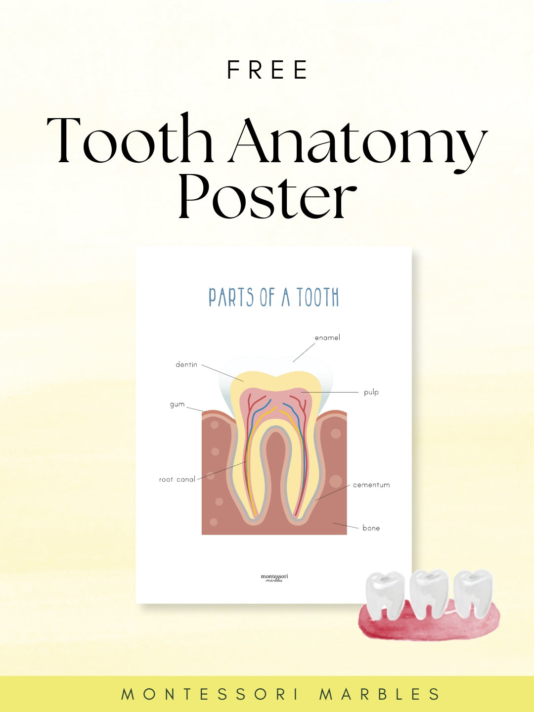 FREE Tooth Anatomy Poster & Labeling Activity | Montessori Marbles