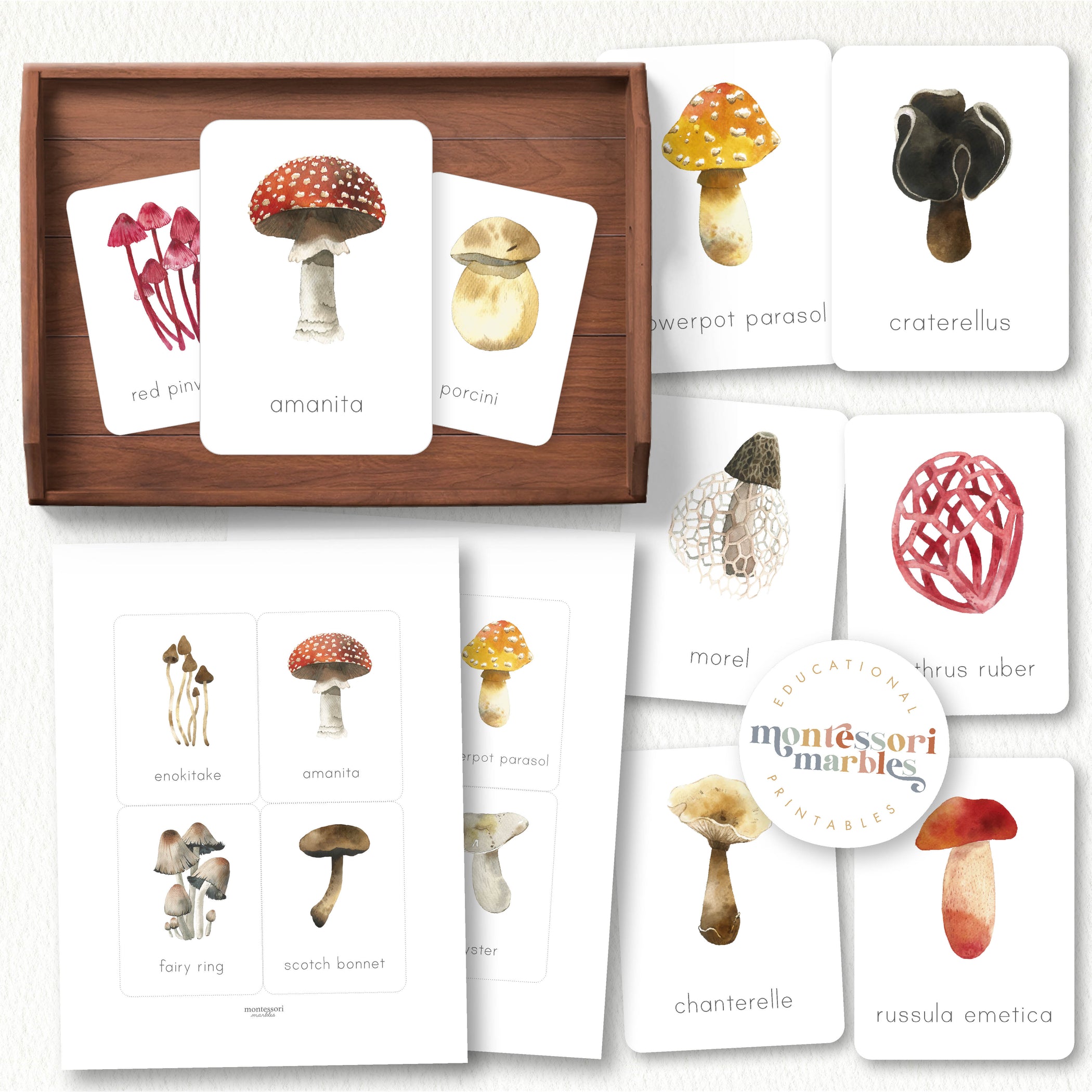 Mushroom Flash Cards | 16 Fungi Types Nature Study Ages 4-8 PDF ...