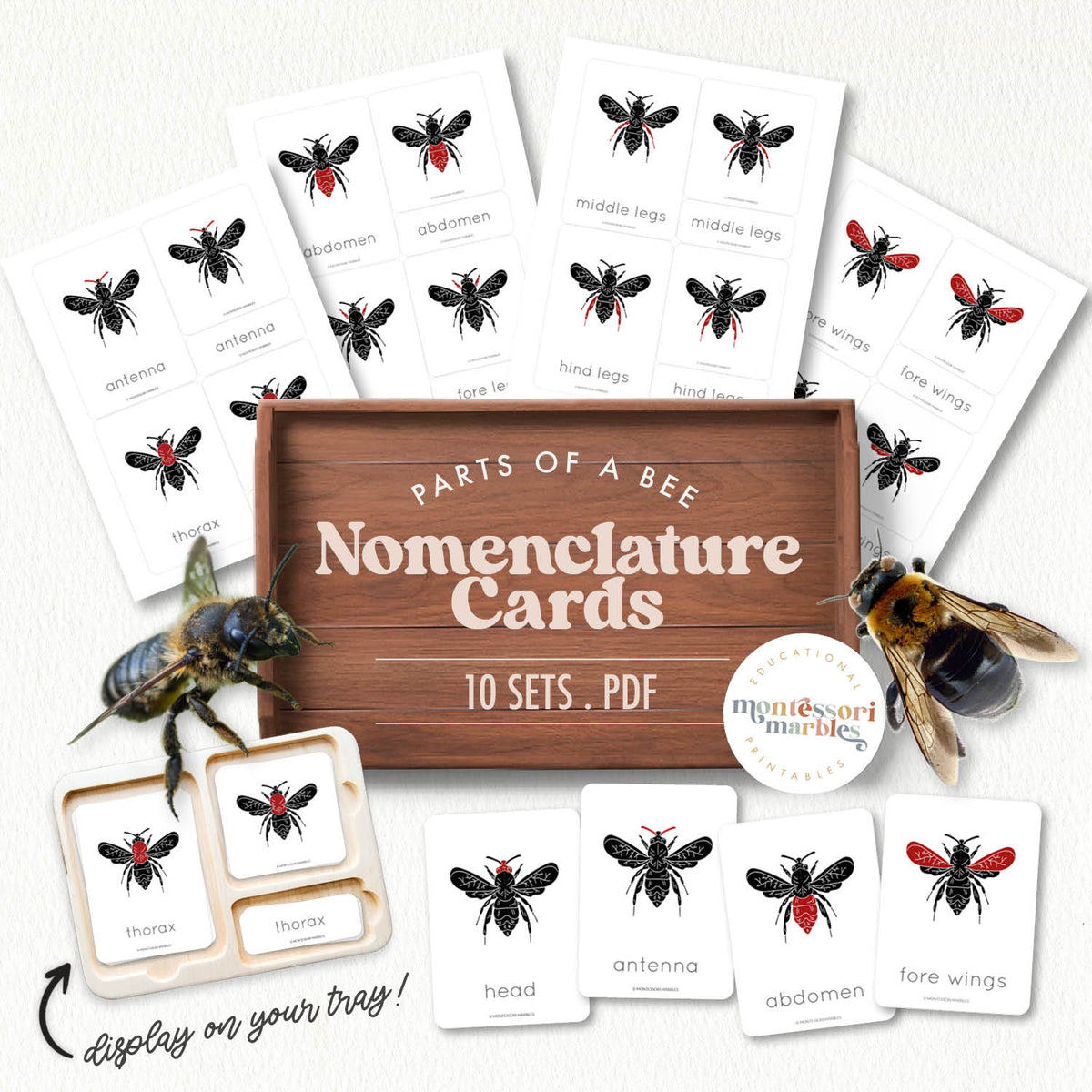 Parts of a Bee Nomenclature Cards | 3-Part Insect Anatomy Ages 5-8 ...