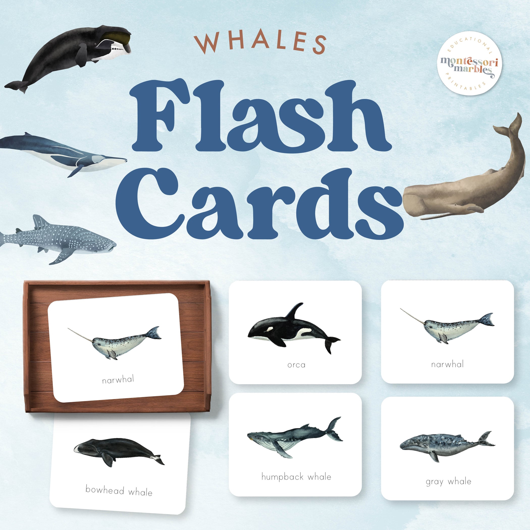 Whales Flash Cards | 8 Whale Species Ages 3-8 Ocean Animals Learning ...