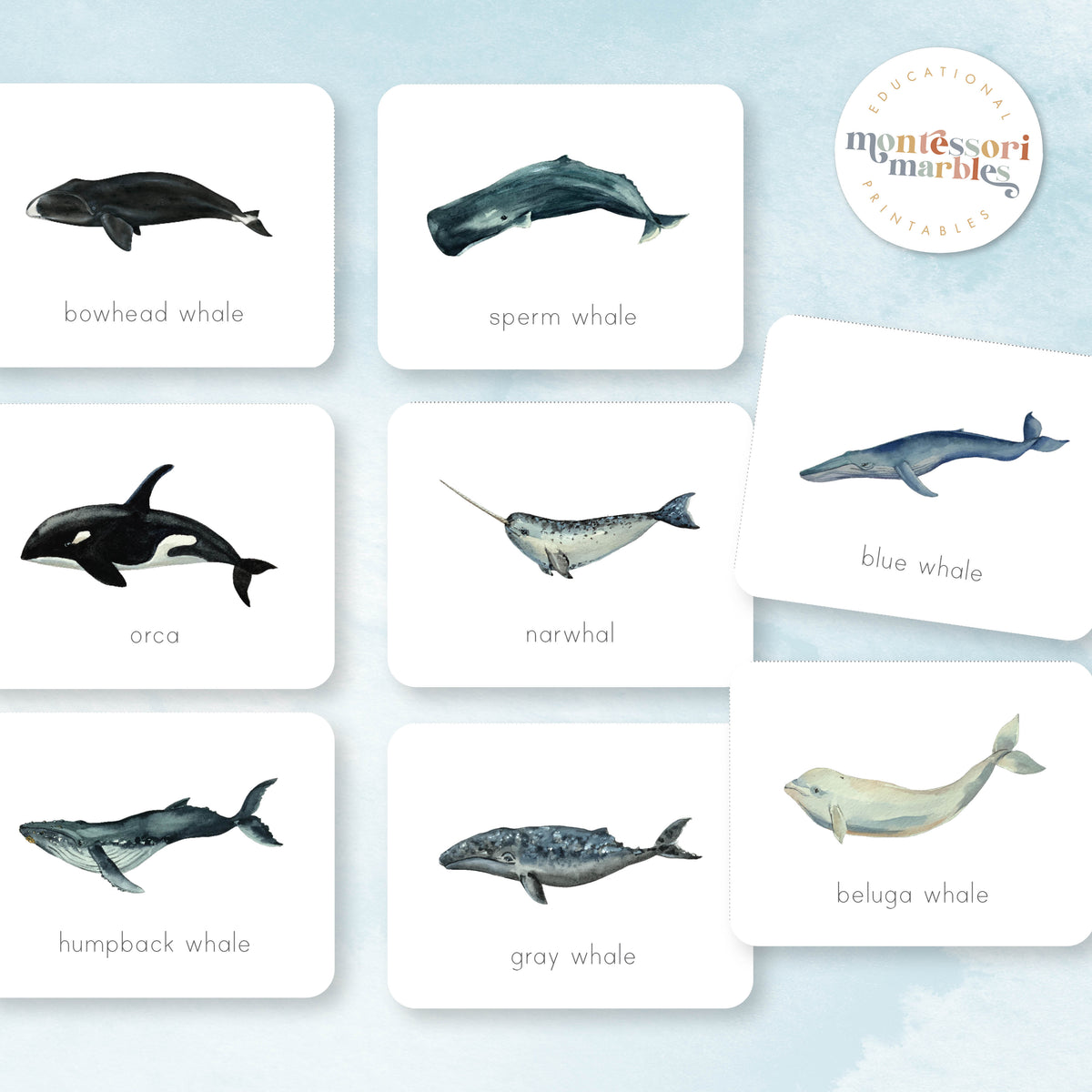 Whales Flash Cards – Montessori Marbles