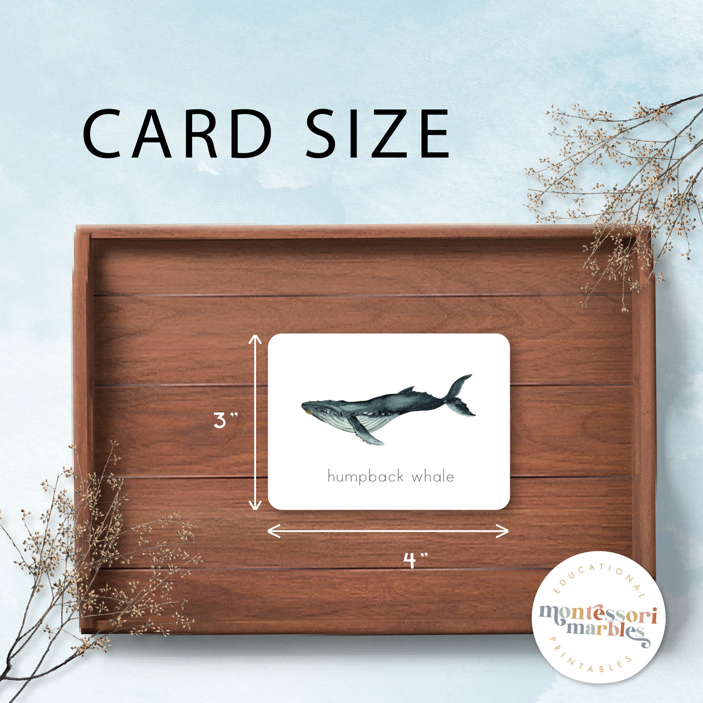 Whales Flash Cards — Montessori Marbles