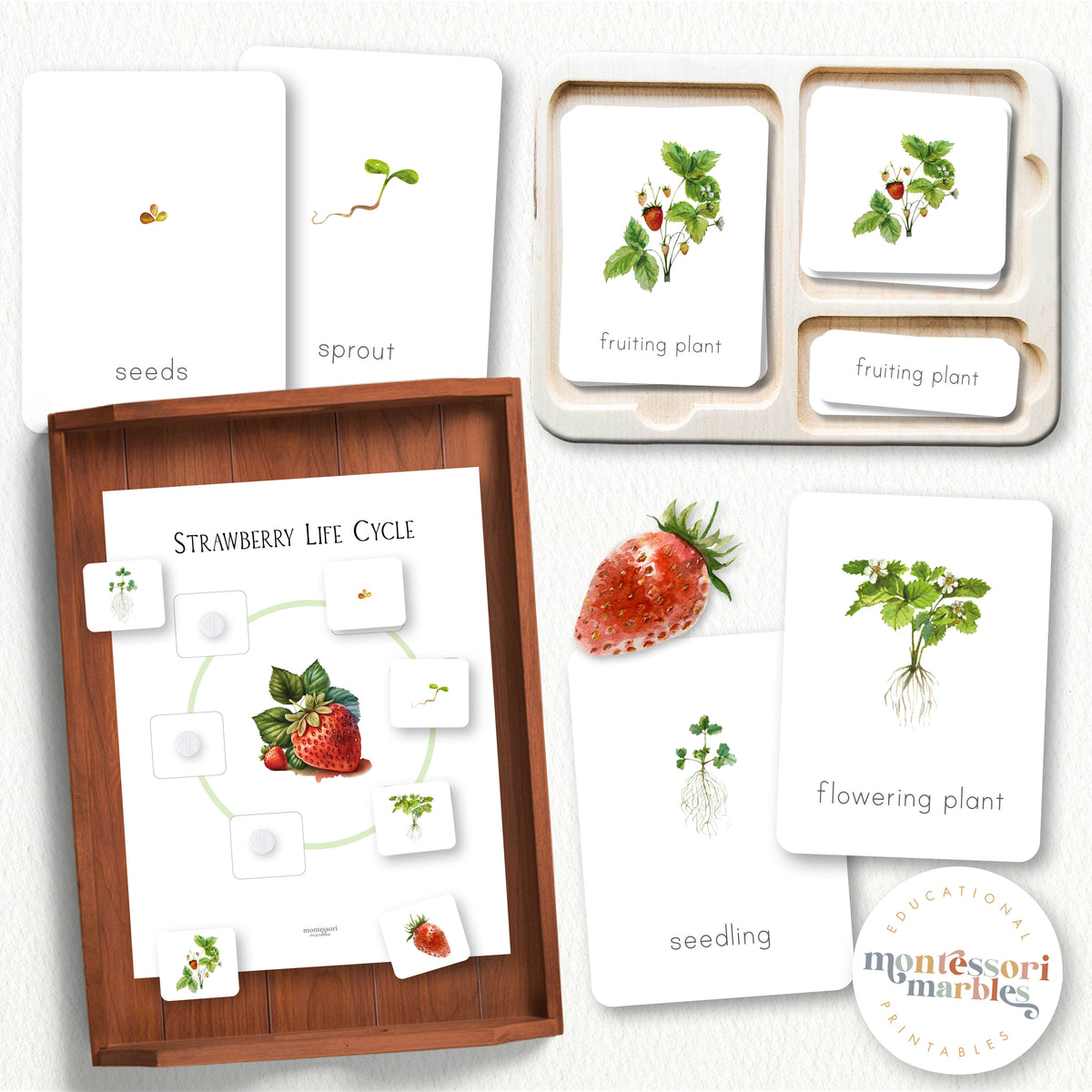 Strawberry Life Cycle | Montessori Printable Activity Resources ...
