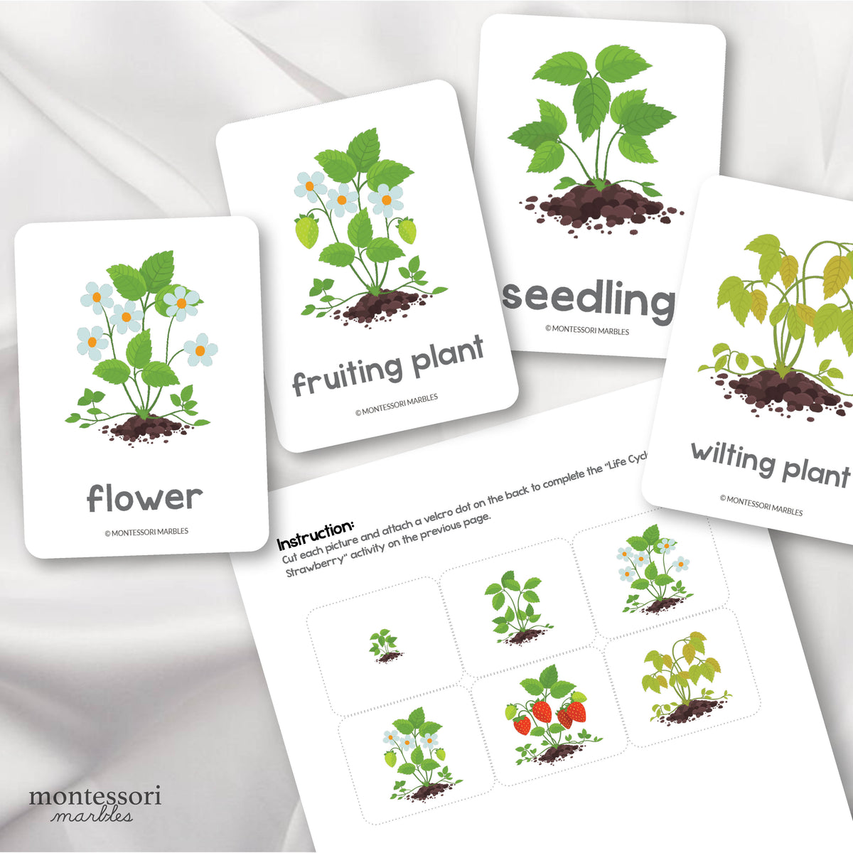 Strawberry Life Cycle | Montessori Printable Activity Resources ...