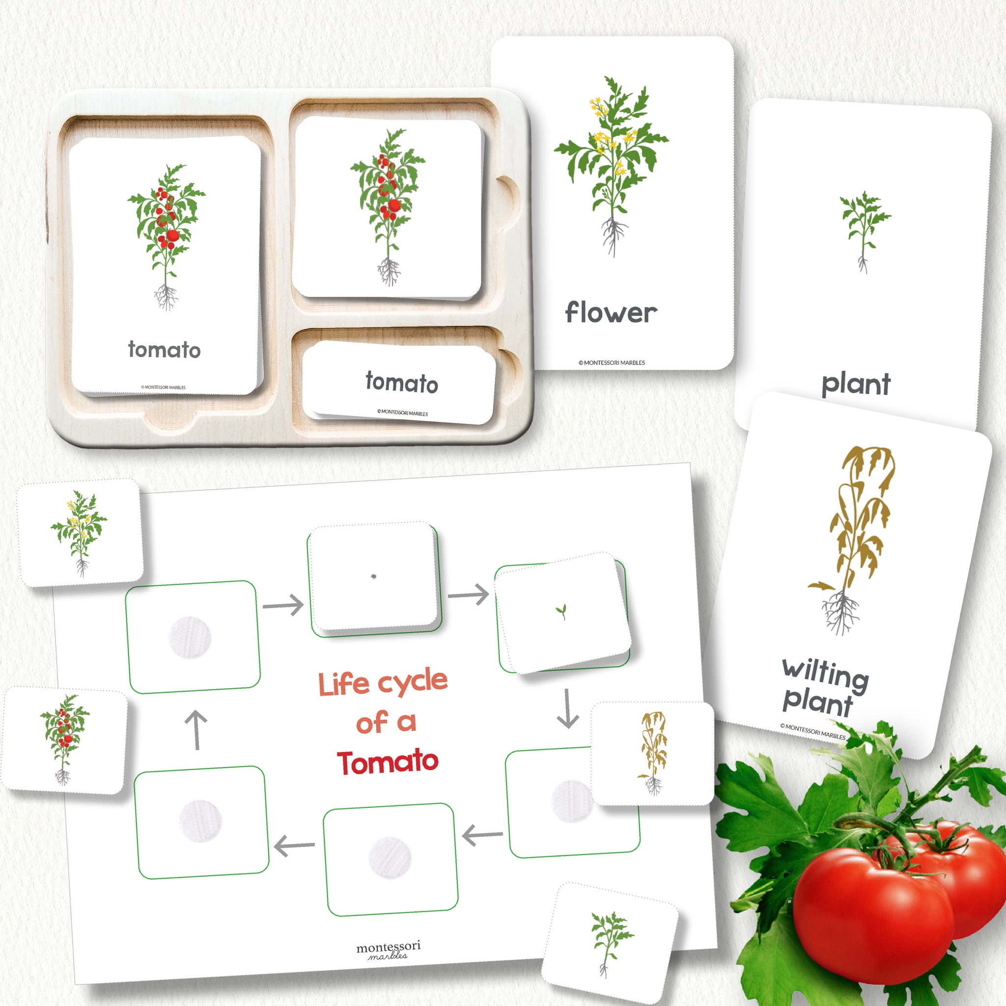 Tomato Life Cycle Cards | Plant Growth Ages 3-6 | Montessori Science ...