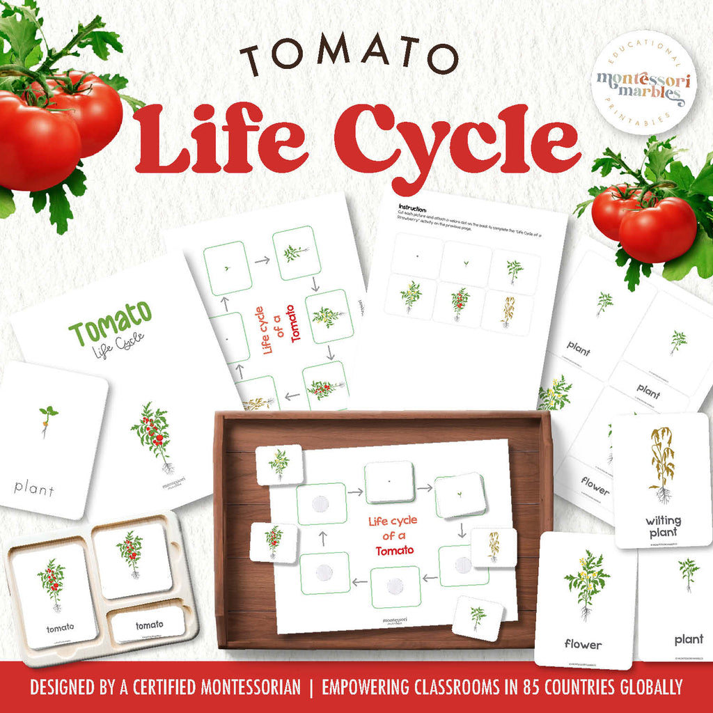 Tomato Life Cycle Cards | Plant Growth Ages 3-6 | Montessori Science ...