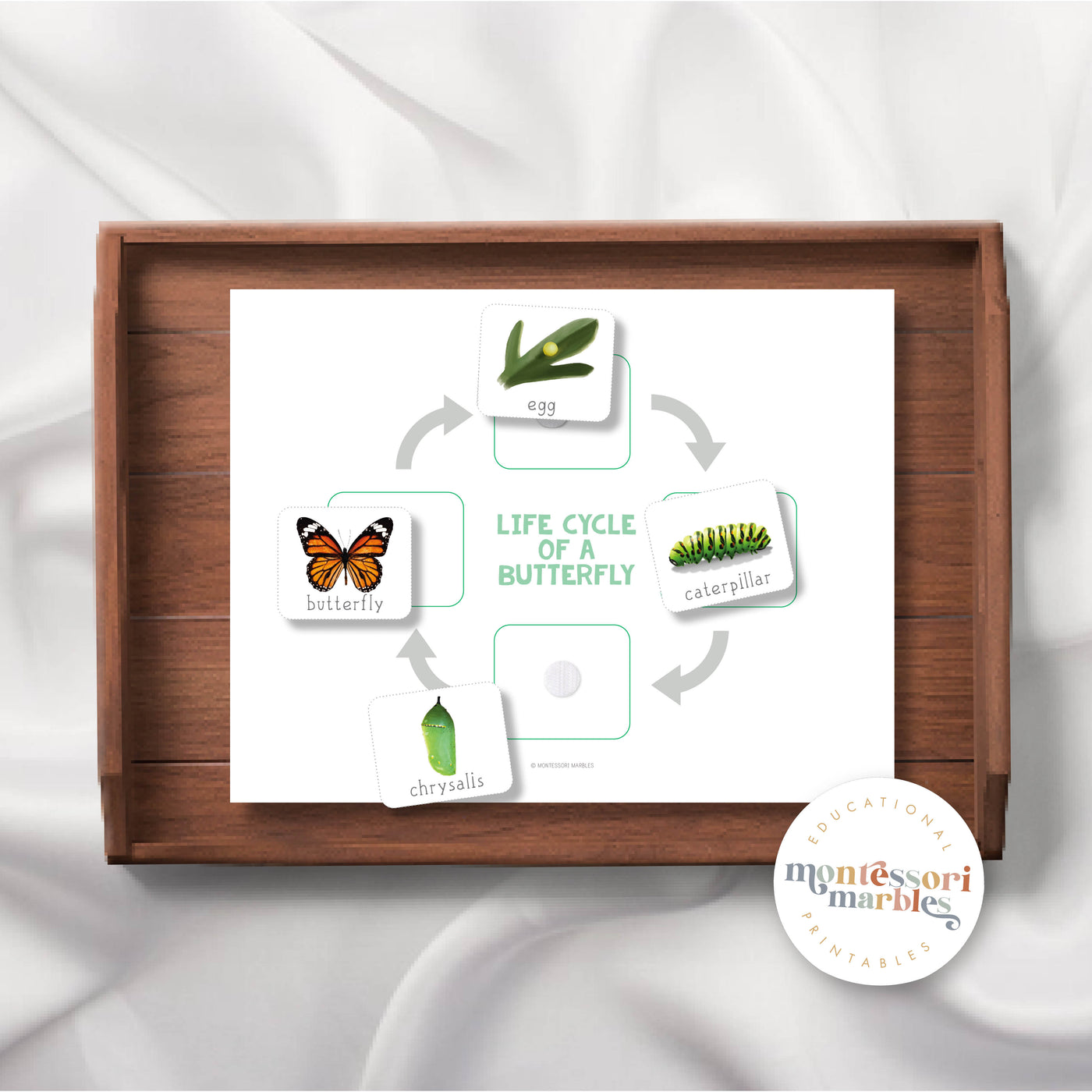 Butterfly Life Cycle Cards | Insect Science Activity Ages 5-9 Spring ...
