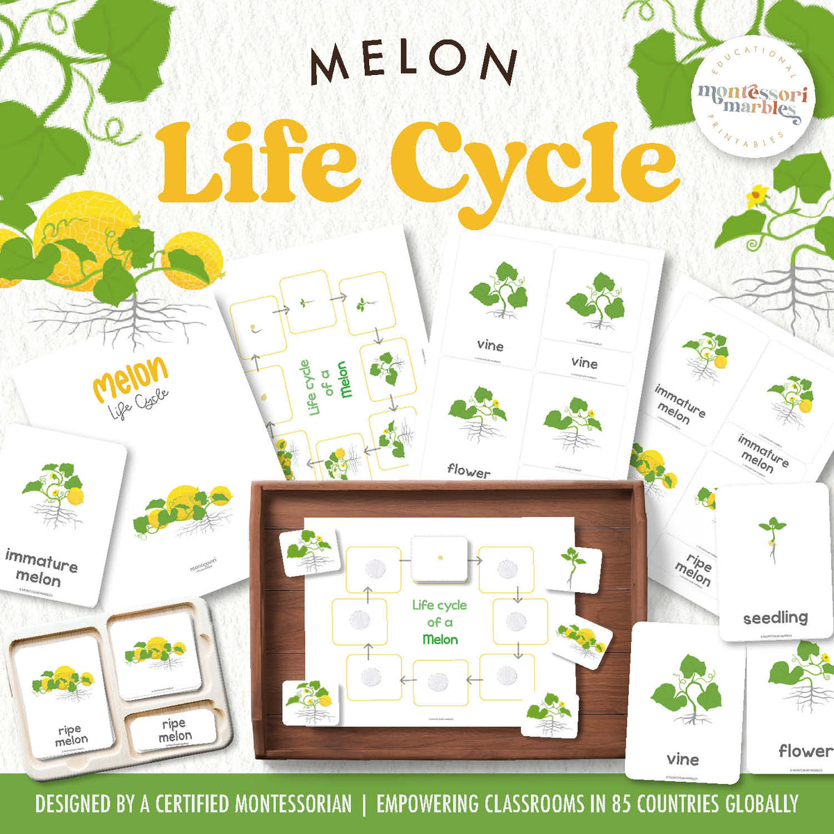 Melon Life Cycle | Nomenclature Cards Plant Science Summer Ages 4-7 ...