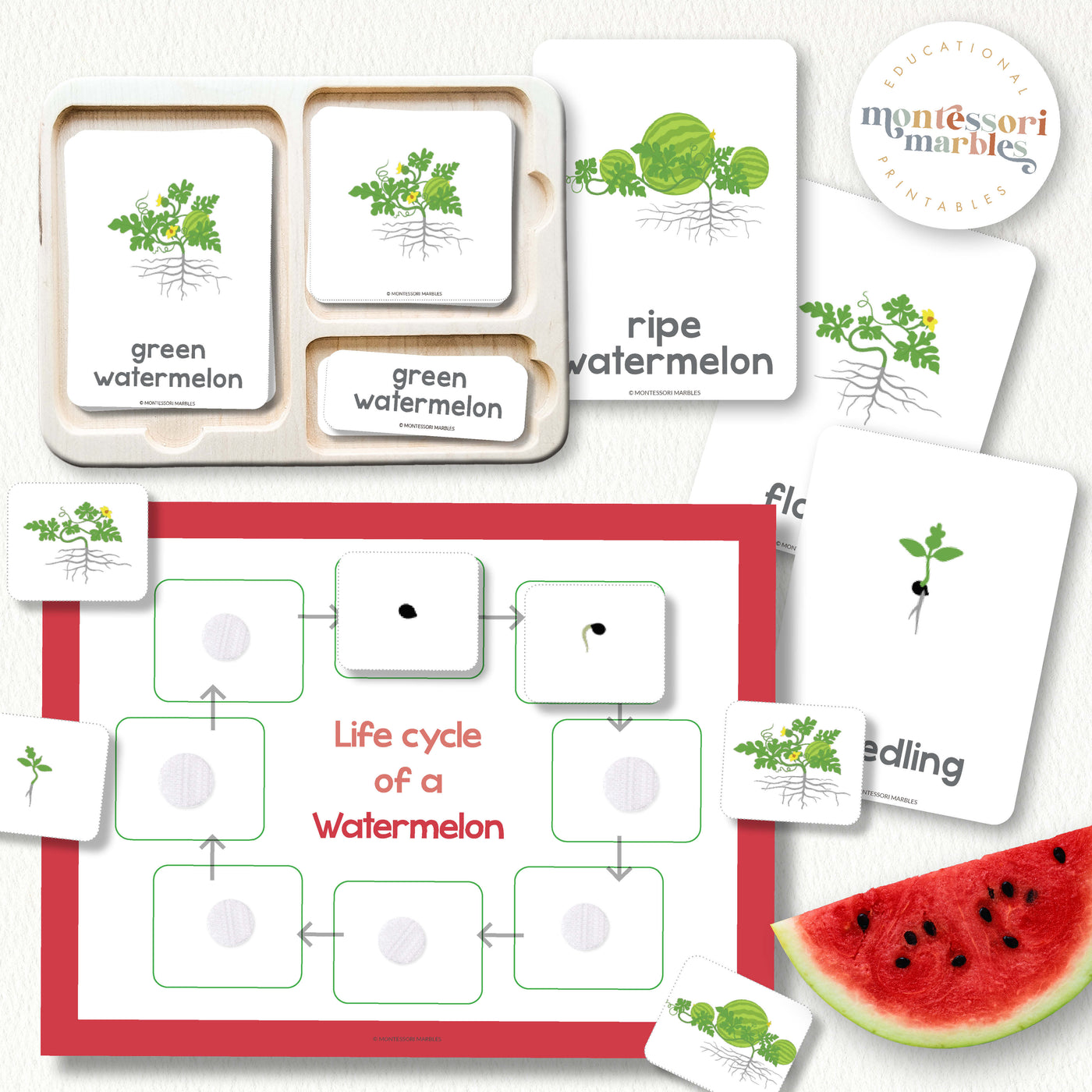 Watermelon Life Cycle | Cards Flash Nomenclature Match Ages 4-8 Science ...