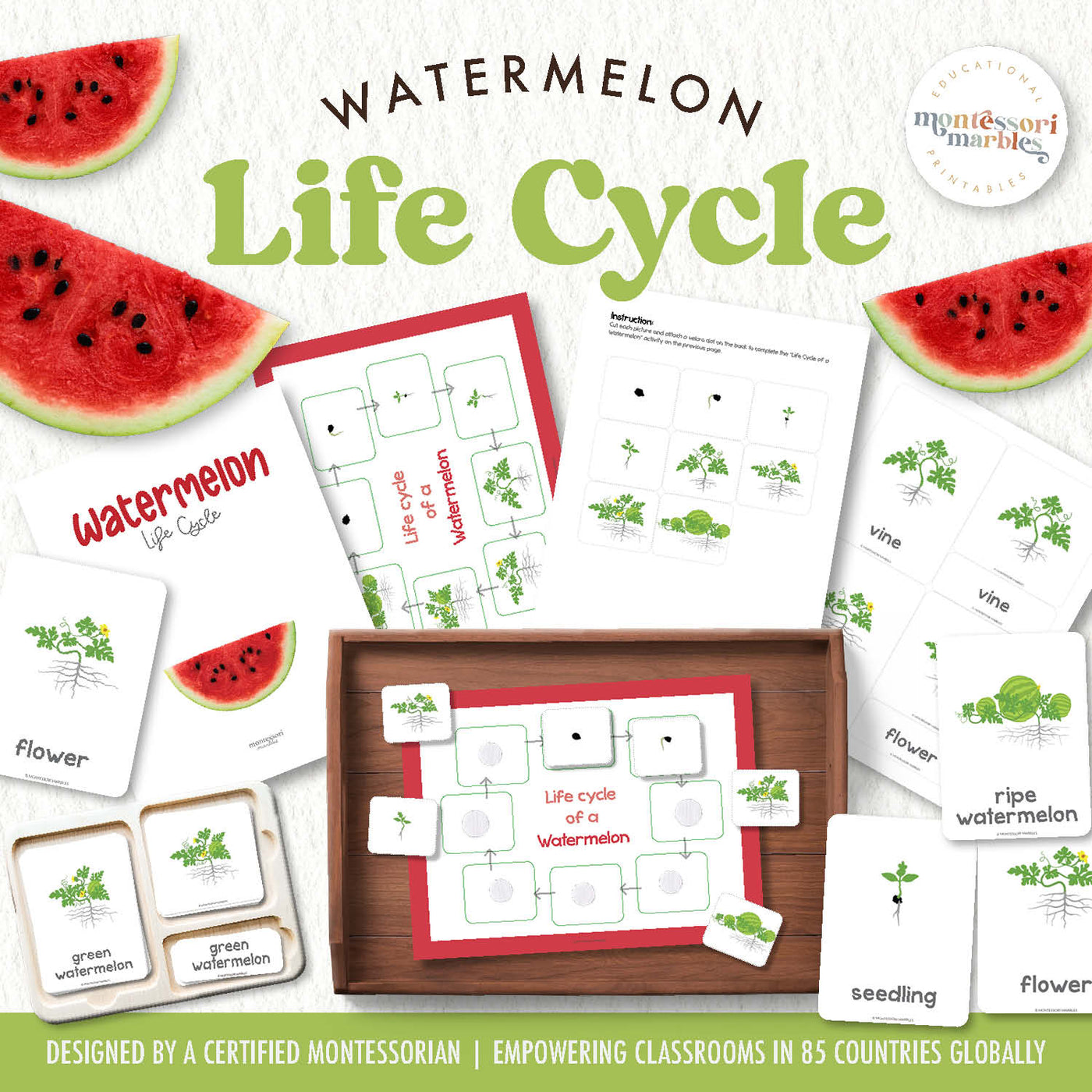 Watermelon Life Cycle | Cards Flash Nomenclature Match Ages 4-8 Science ...