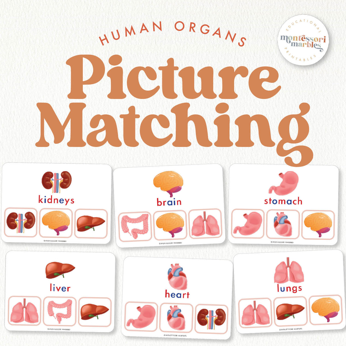 Human Body Organs Picture Matching – Montessori Marbles