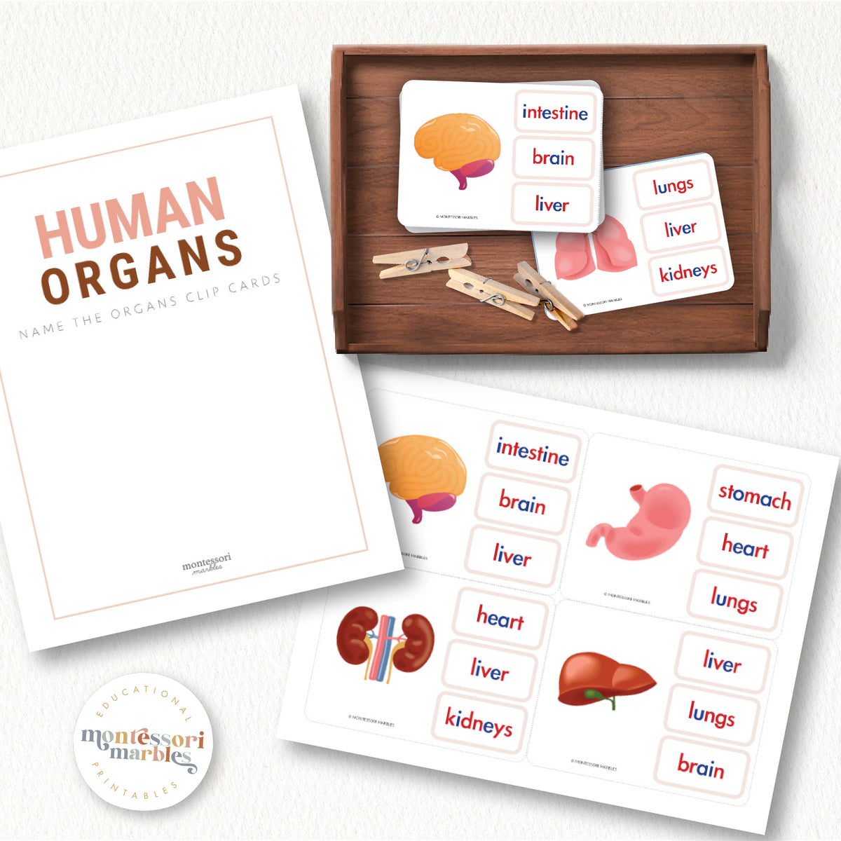 Human Organs Quiz Cards – Montessori Marbles