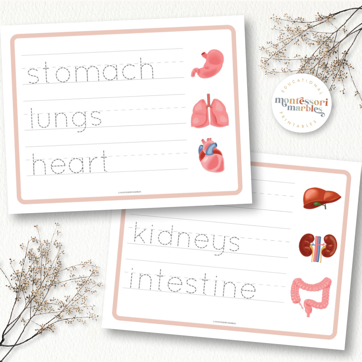 Human Organs Handwriting Practice – Montessori Marbles