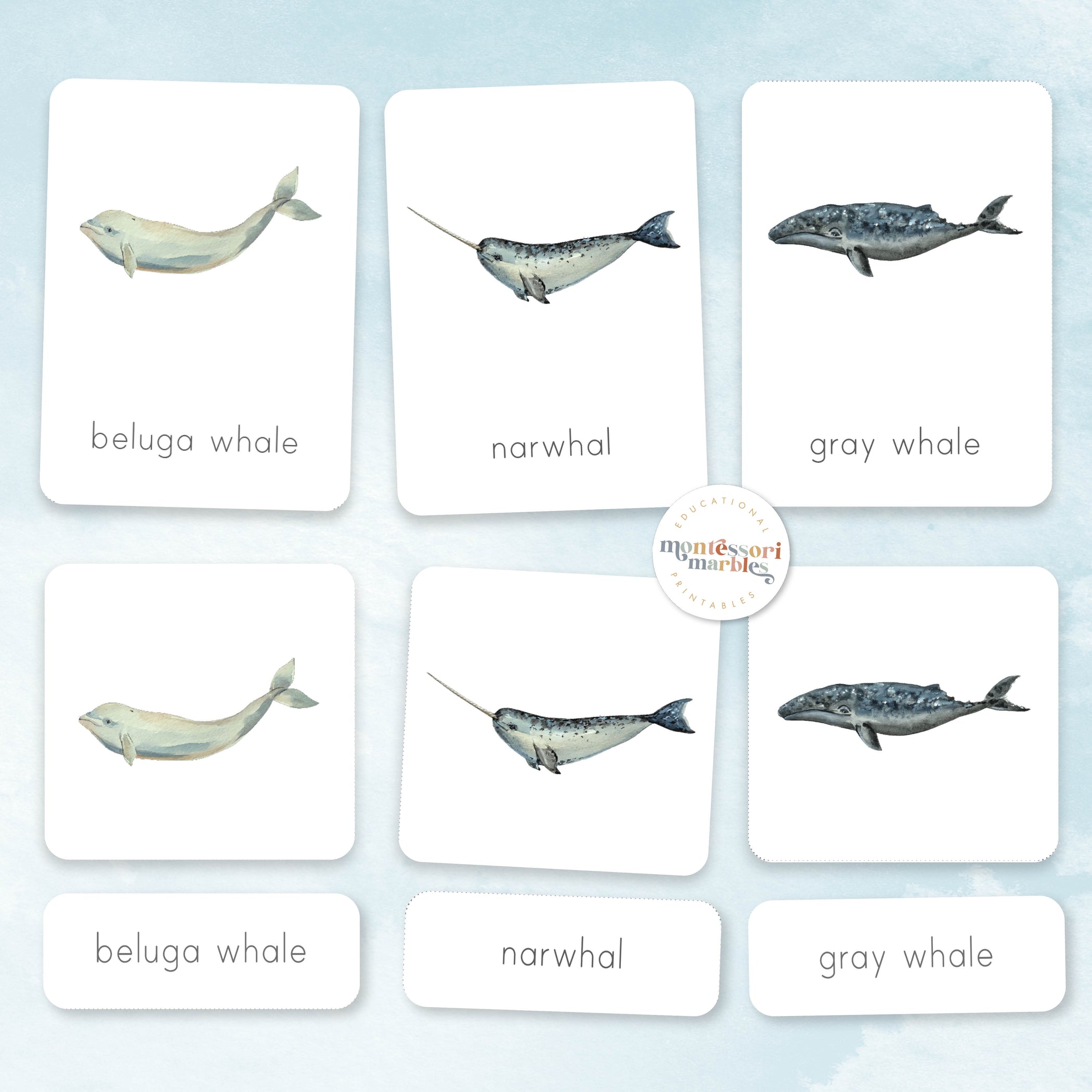 Whales Nomenclature Cards | 8 Sets Montessori Ages 4-8 Ocean Animals ...