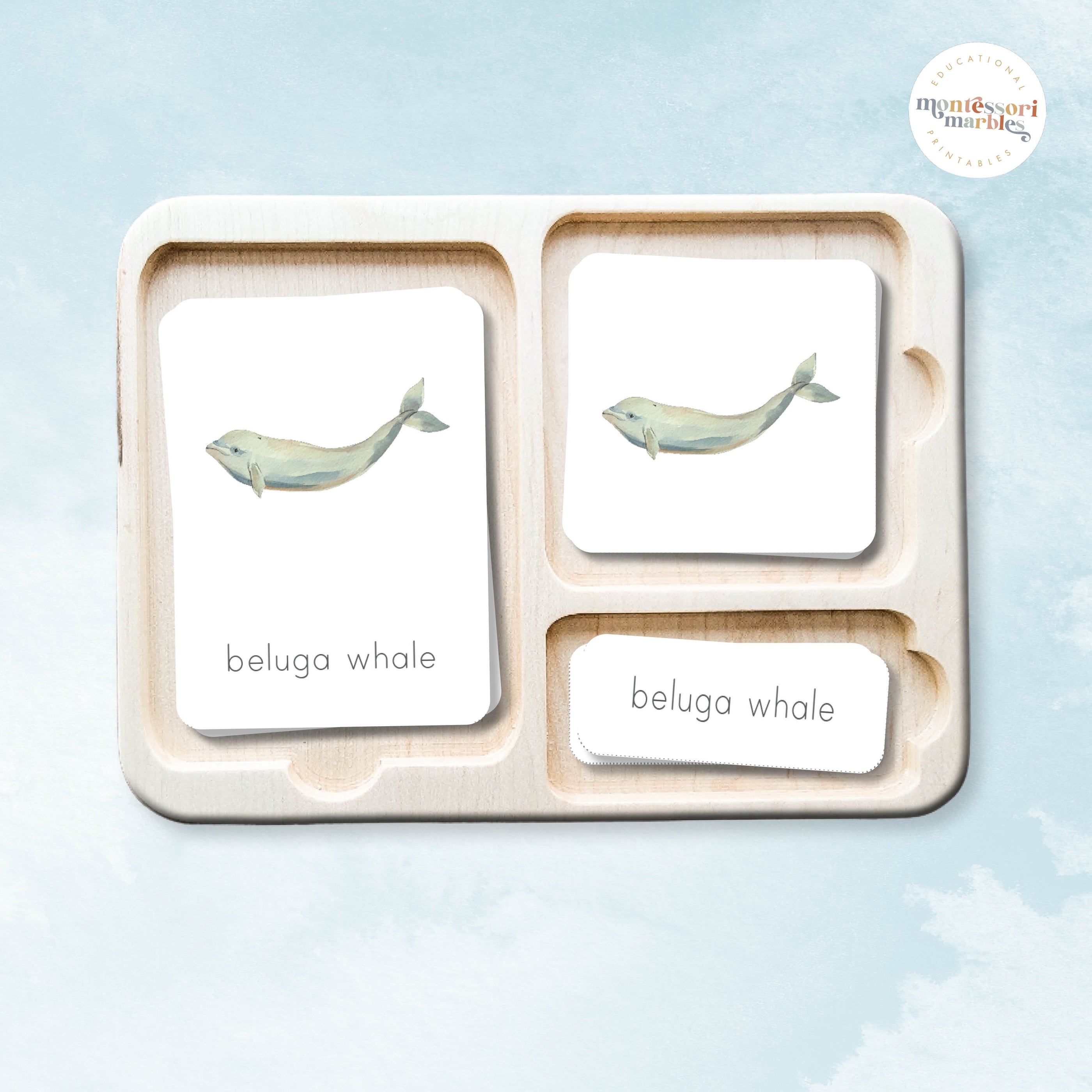 Whales Nomenclature Cards | 8 Sets Montessori Ages 4-8 Ocean Animals ...