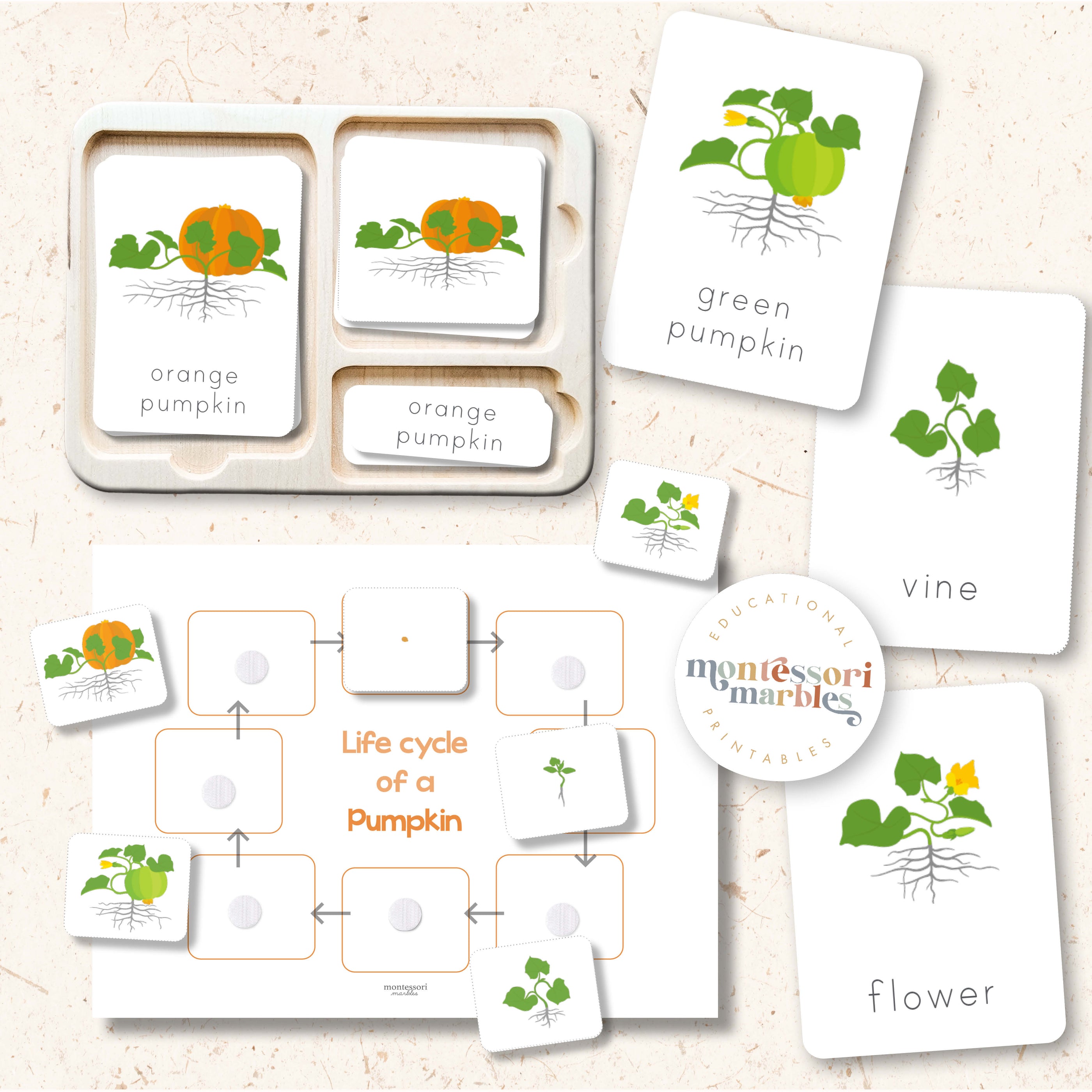 Pumpkin Life Cycle | Plant Growth Sequencing PreK-K Ages 3-6 PDF ...