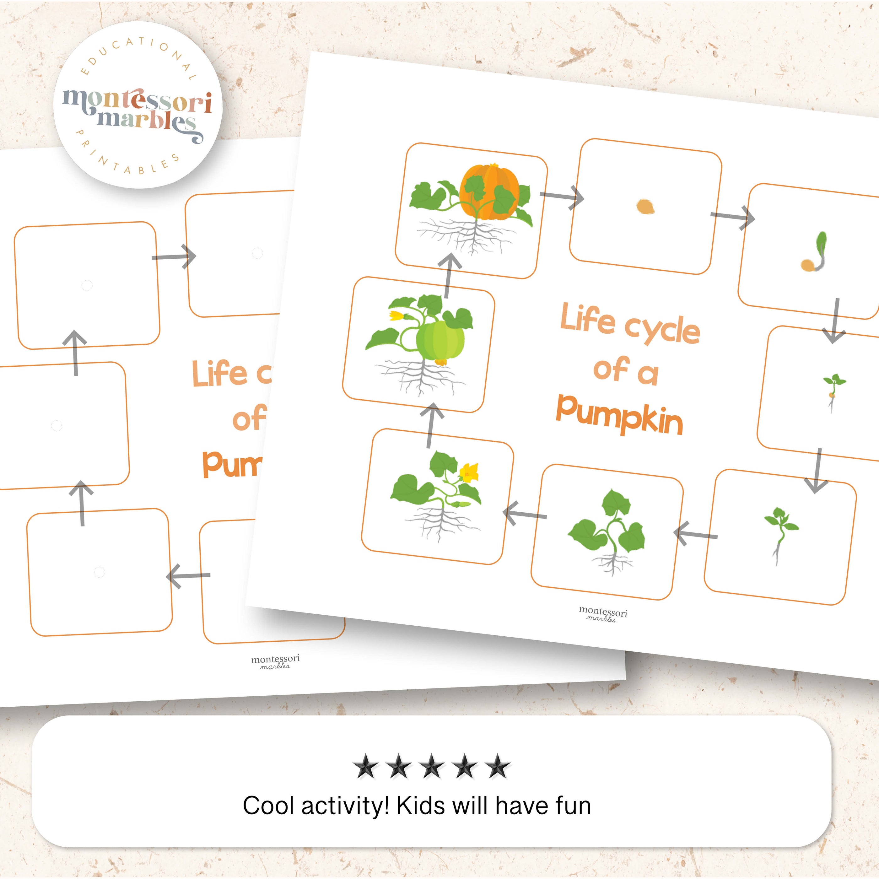 Pumpkin Life Cycle | Plant Growth Sequencing PreK-K Ages 3-6 PDF ...