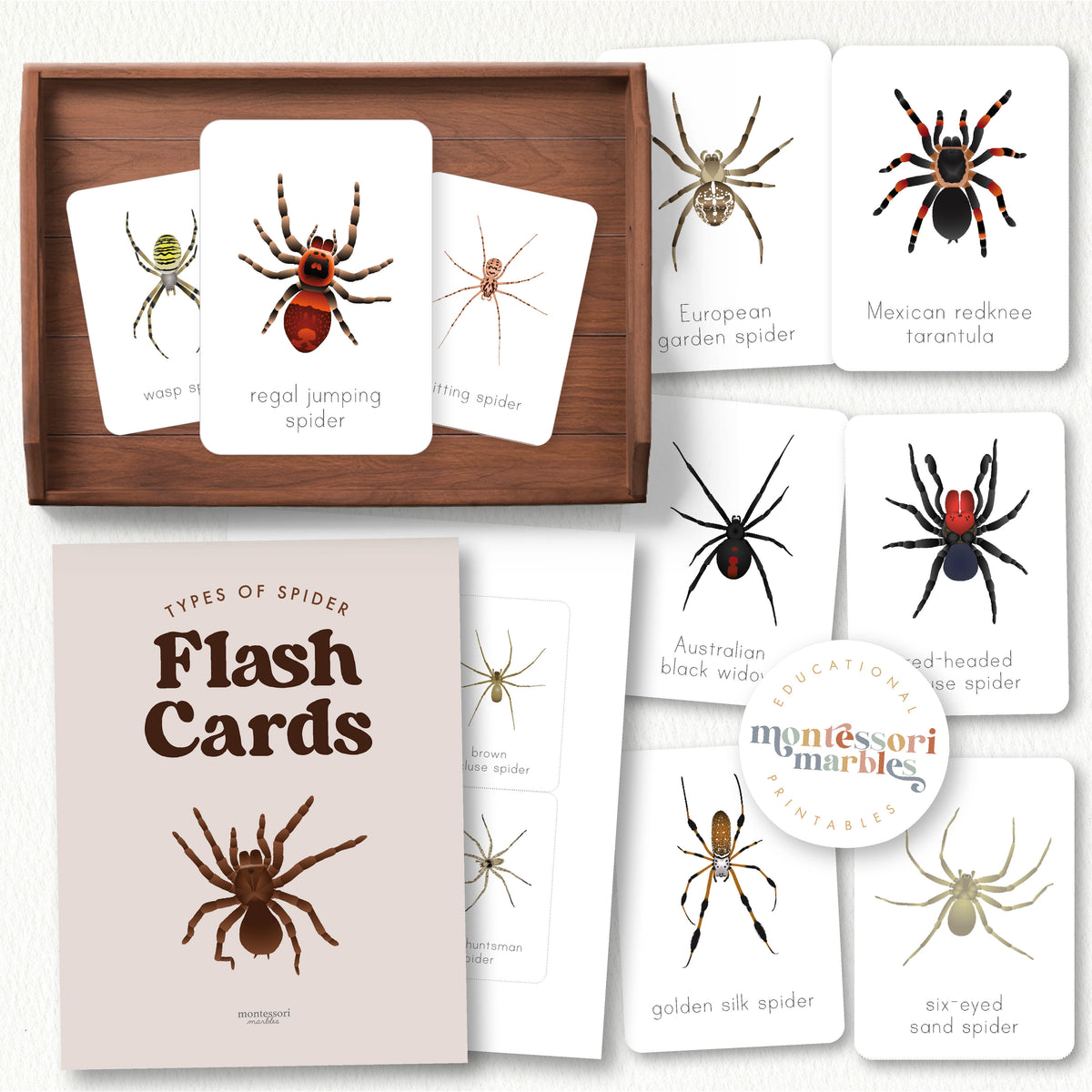Spider Flash Cards | Arachnid Unit | Montessori Inspired Resources ...