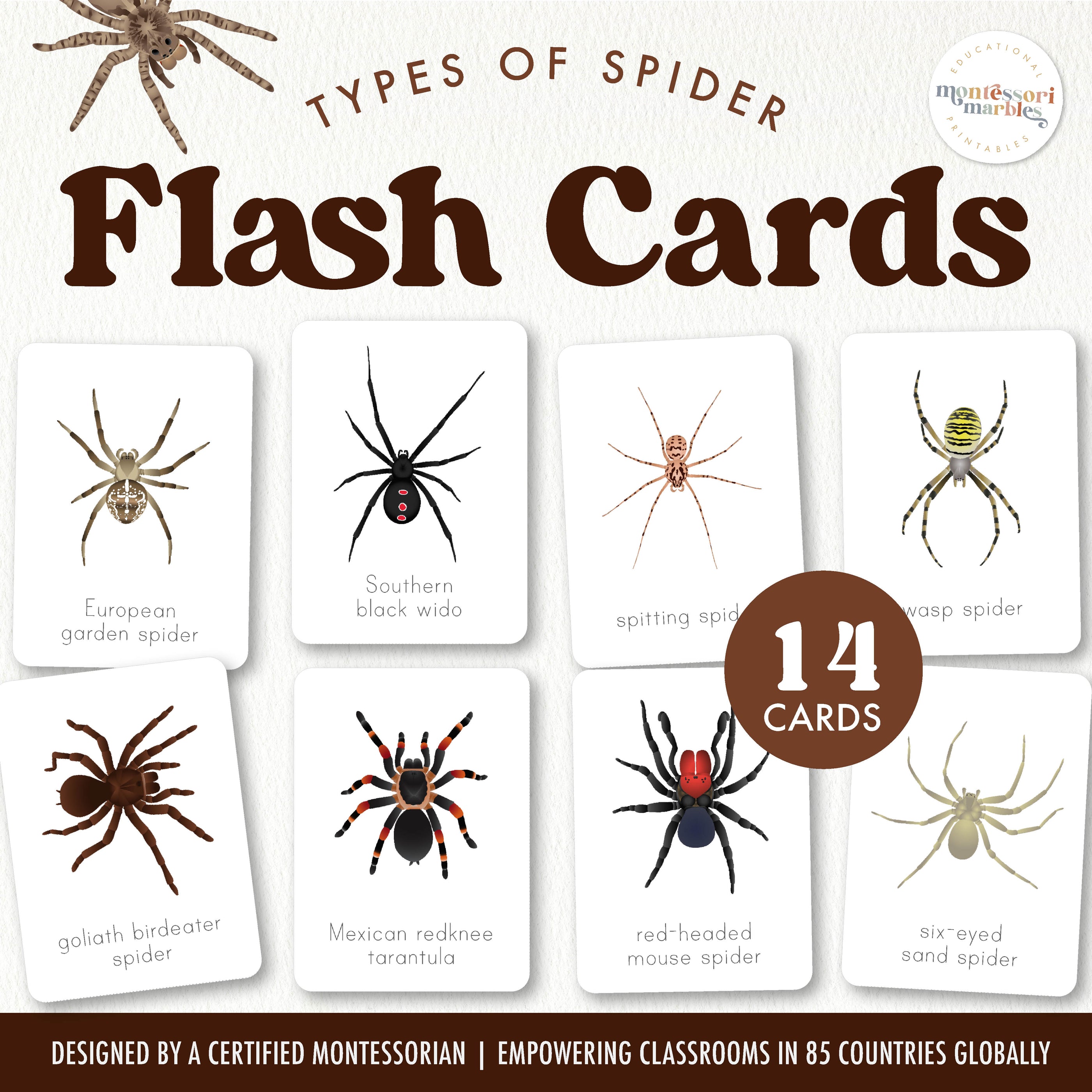 Spider Flash Cards | 14 Arachnid Species Ages 4-10 | Science Learning ...