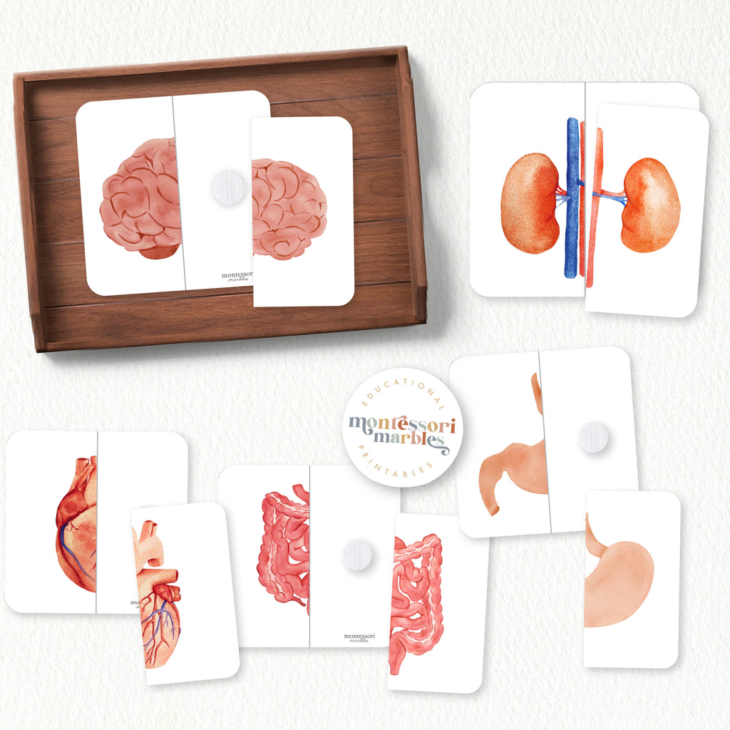 Human Organs — Montessori Marbles