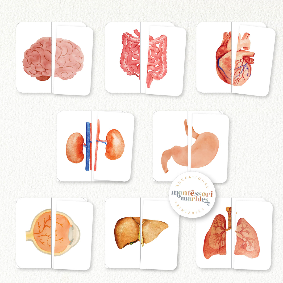 Human Organs Symmetry Puzzles – Montessori Marbles