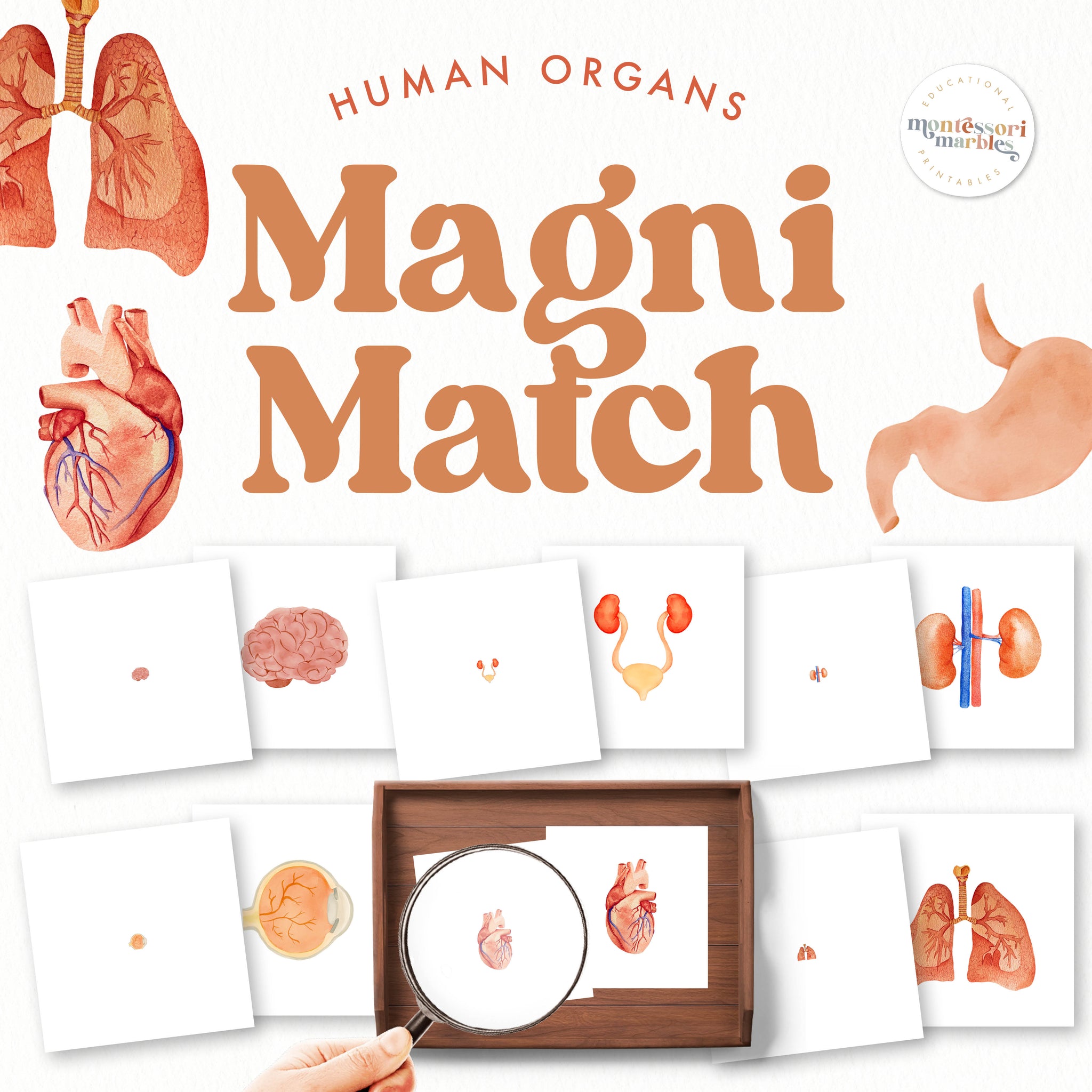 Human Organs — Montessori Marbles