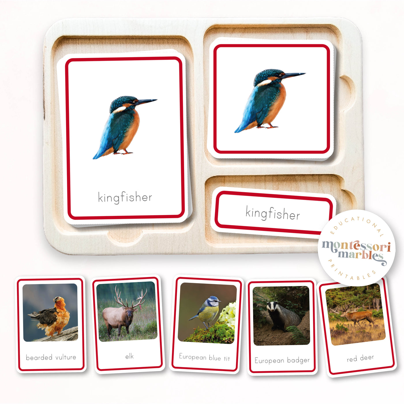Animals of Europe Nomenclature Cards | European Wildlife Ages 4-8 PDF ...