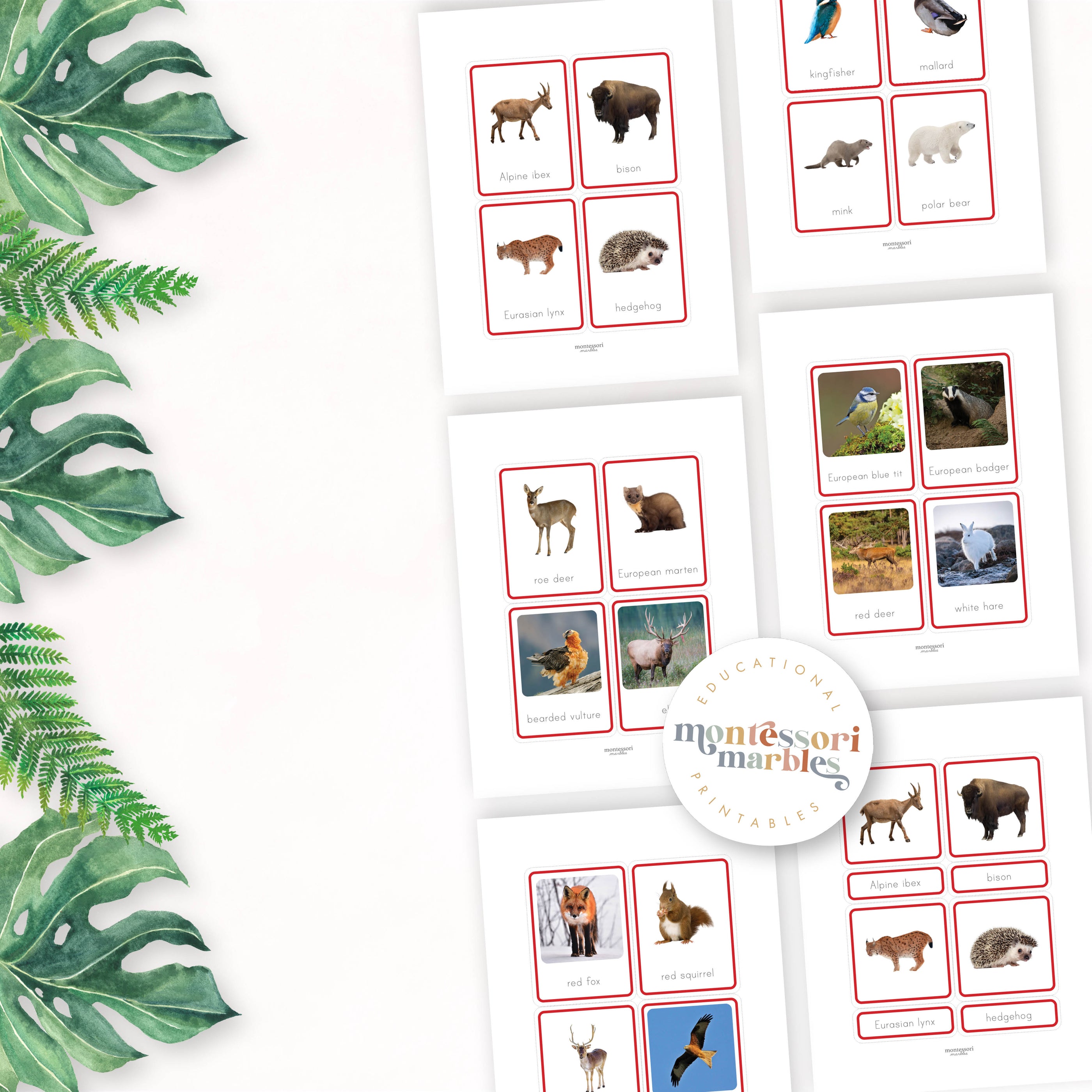 Animals of Europe Nomenclature Cards | European Wildlife Ages 4-8 PDF ...