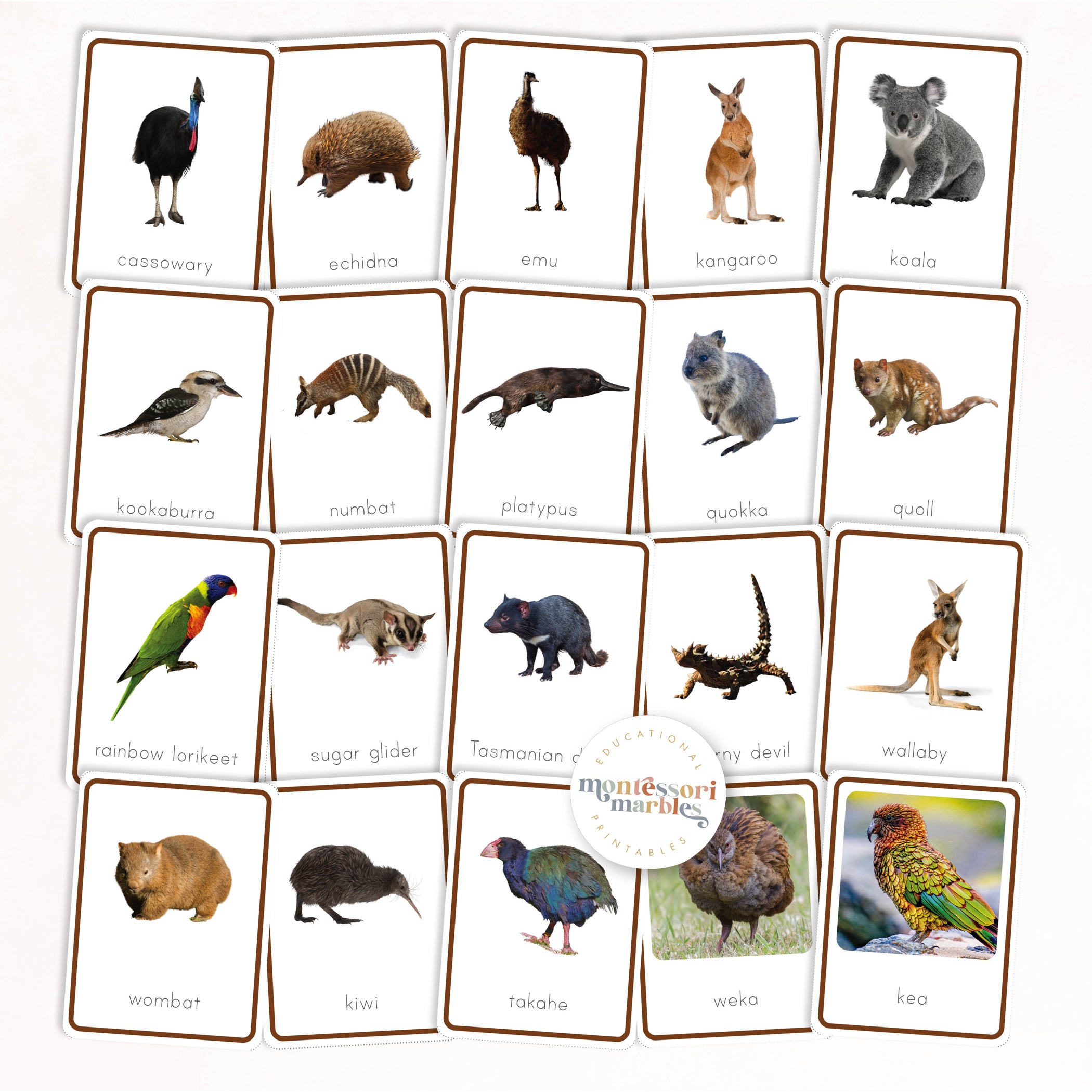 Animals Oceania Nomenclature Cards | Australian Wildlife Ages 4-8 PDF ...