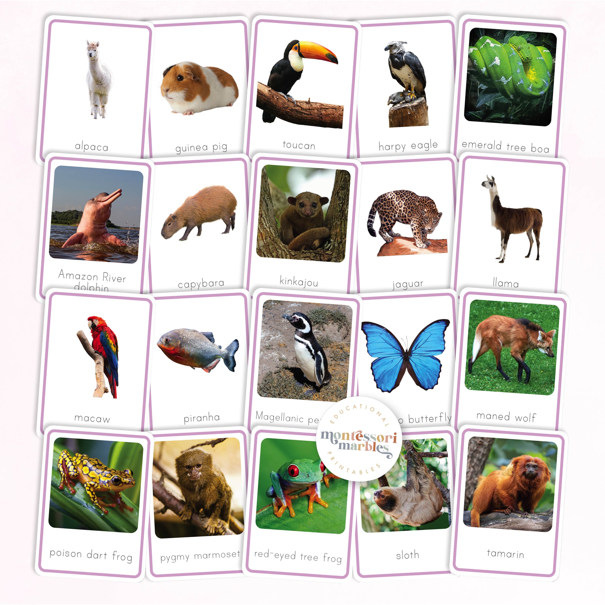 Animals South America Nomenclature Cards | Rainforest Ages 4-8 PDF ...
