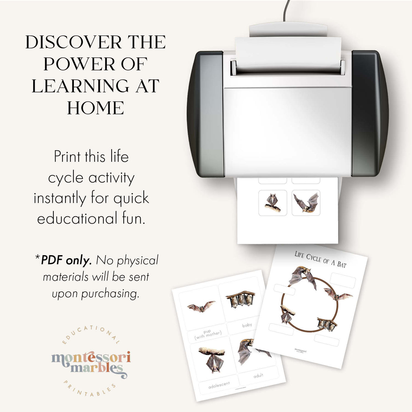 Bat Life Cycle Cards | Nocturnal Mammal Science Ages 5-9 Halloween ...