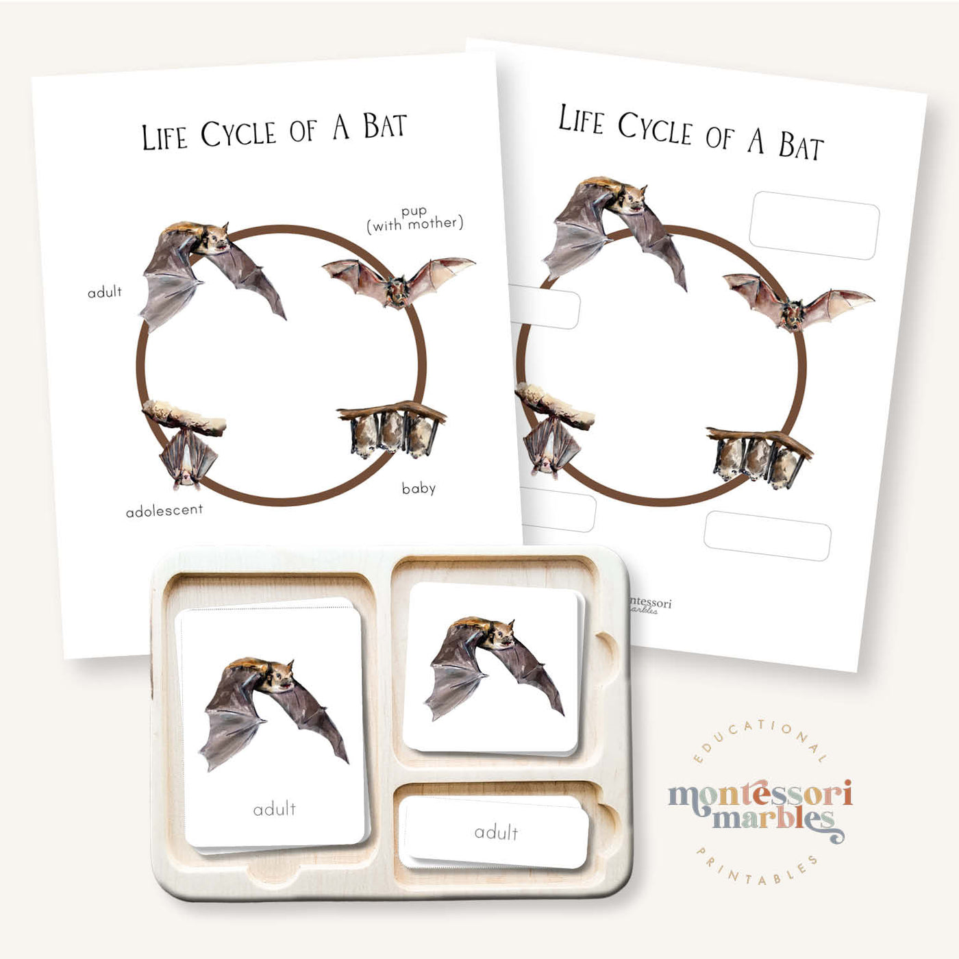 Bat Life Cycle Cards | Nocturnal Mammal Science Ages 5-9 Halloween ...