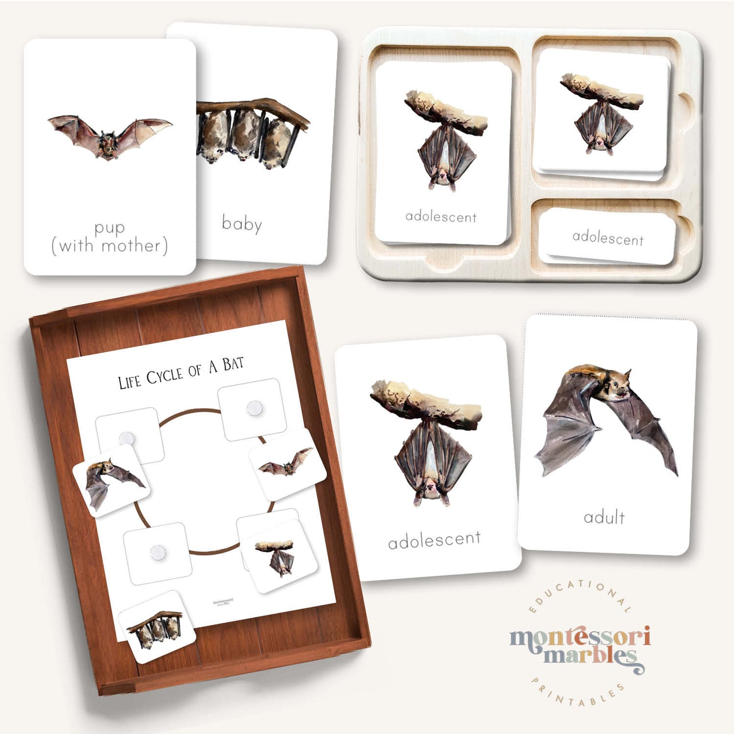 Bat Life Cycle Cards | Nocturnal Mammal Science Ages 5-9 Halloween ...